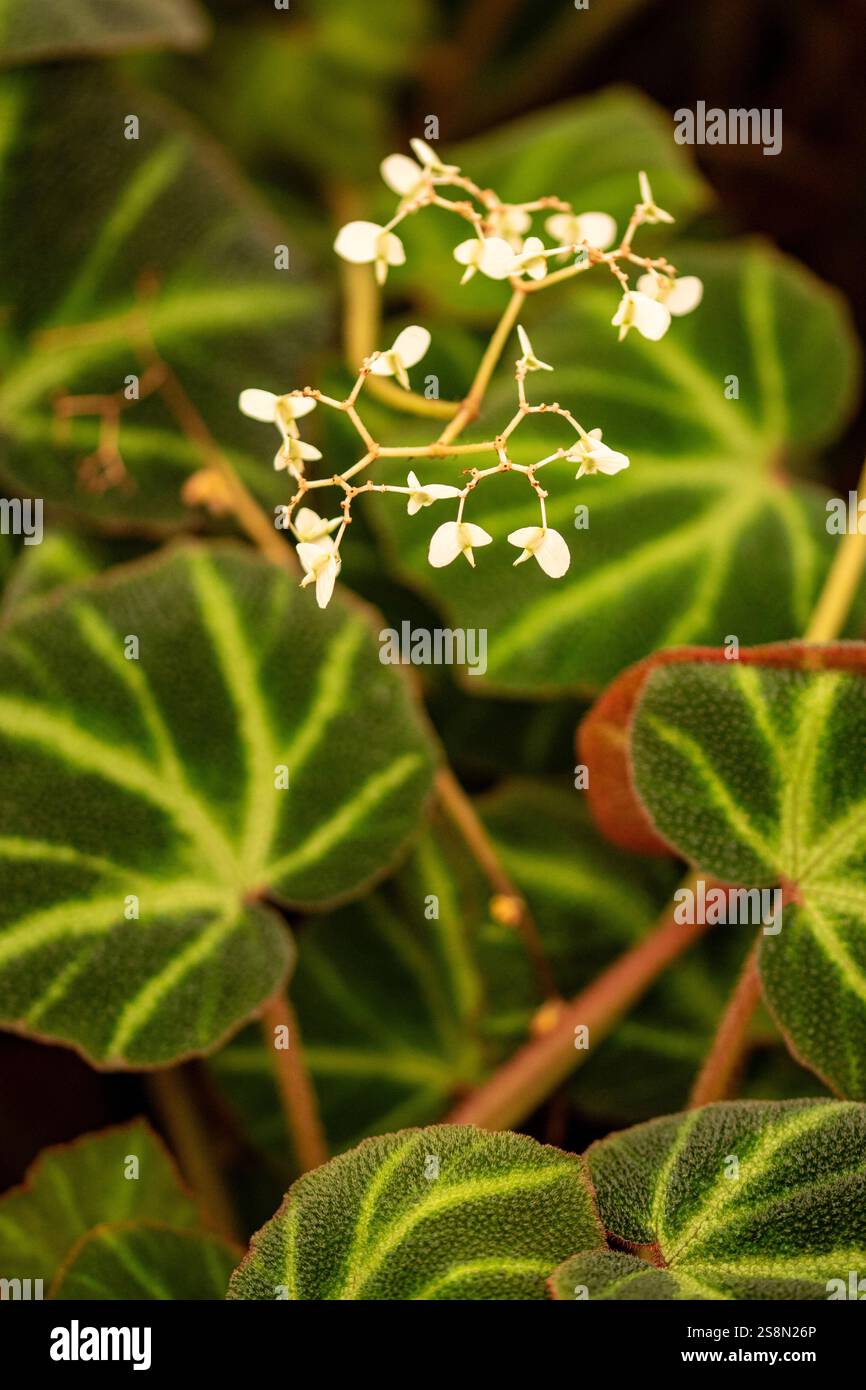 Close-up flowering plant portrait highlighting the striking natural ...