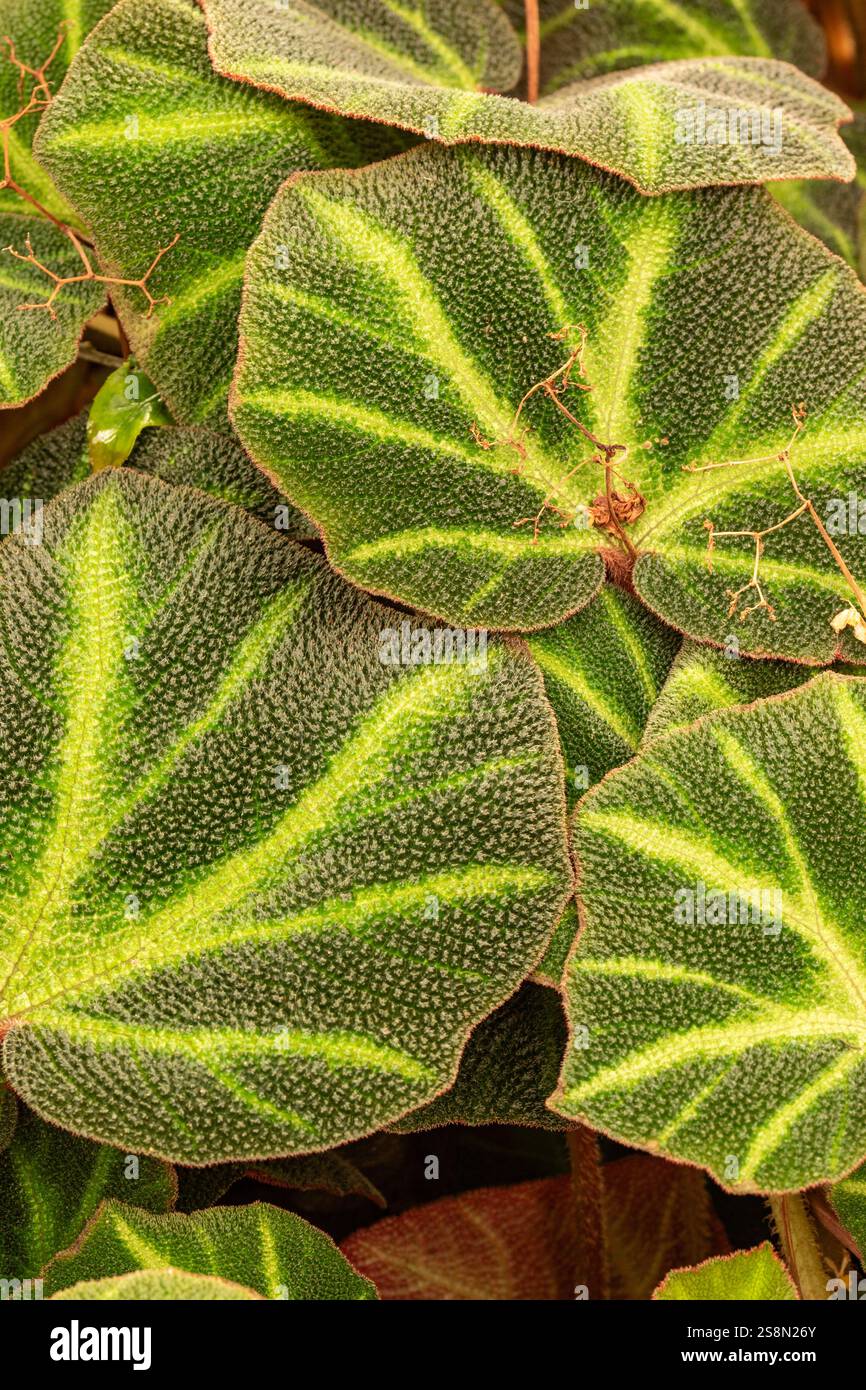 Close-up flowering plant portrait highlighting the striking natural ...