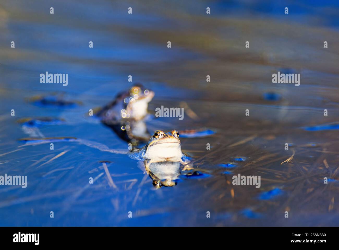 Frogs at mating season in a lake looking to the camera Stock Photo - Alamy
