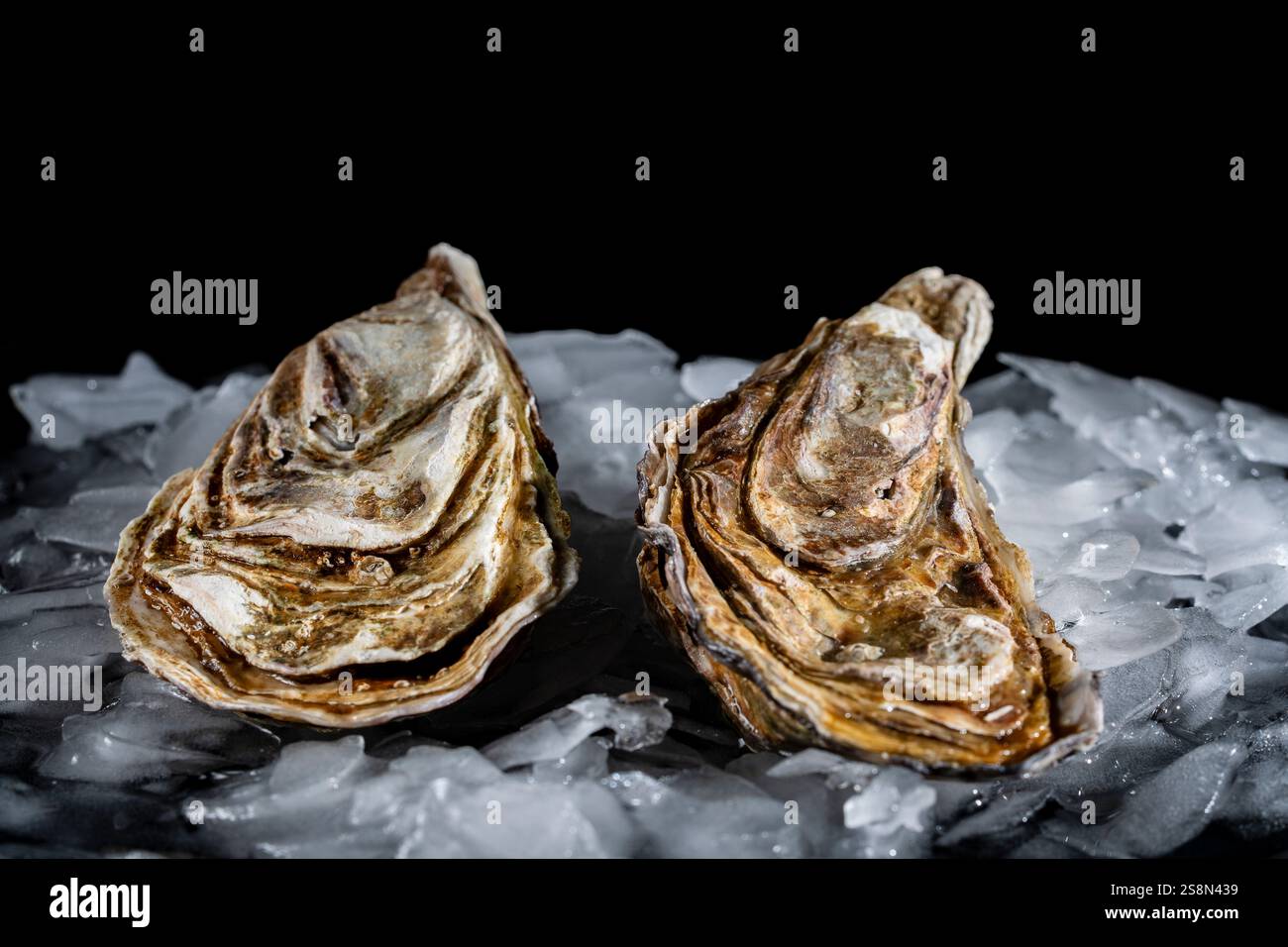 Raw two oysters closed in shells on ice on black background, close up ...