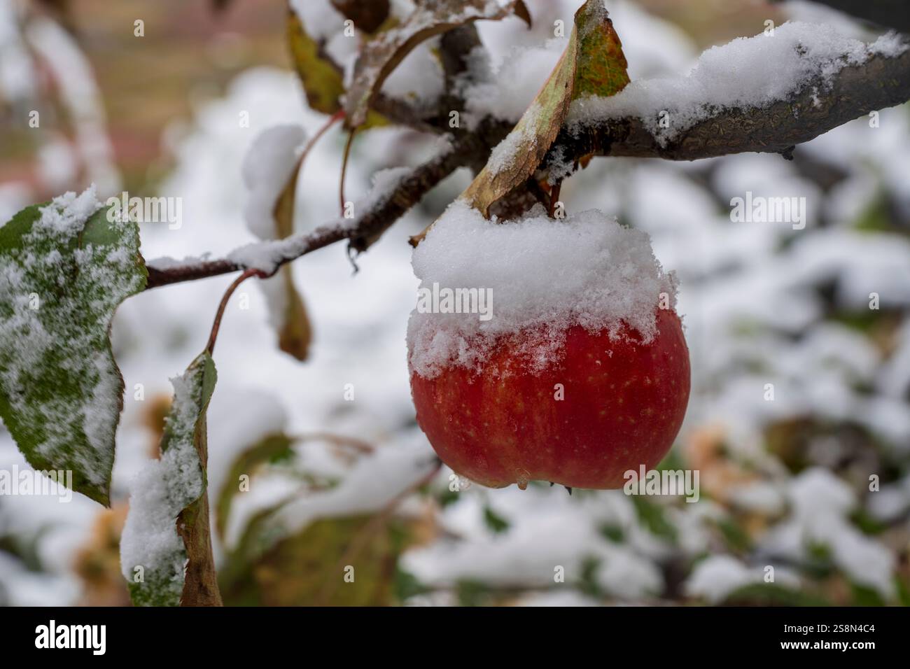 Fresh red apple hanging on a tree branch covered with the first snow in ...