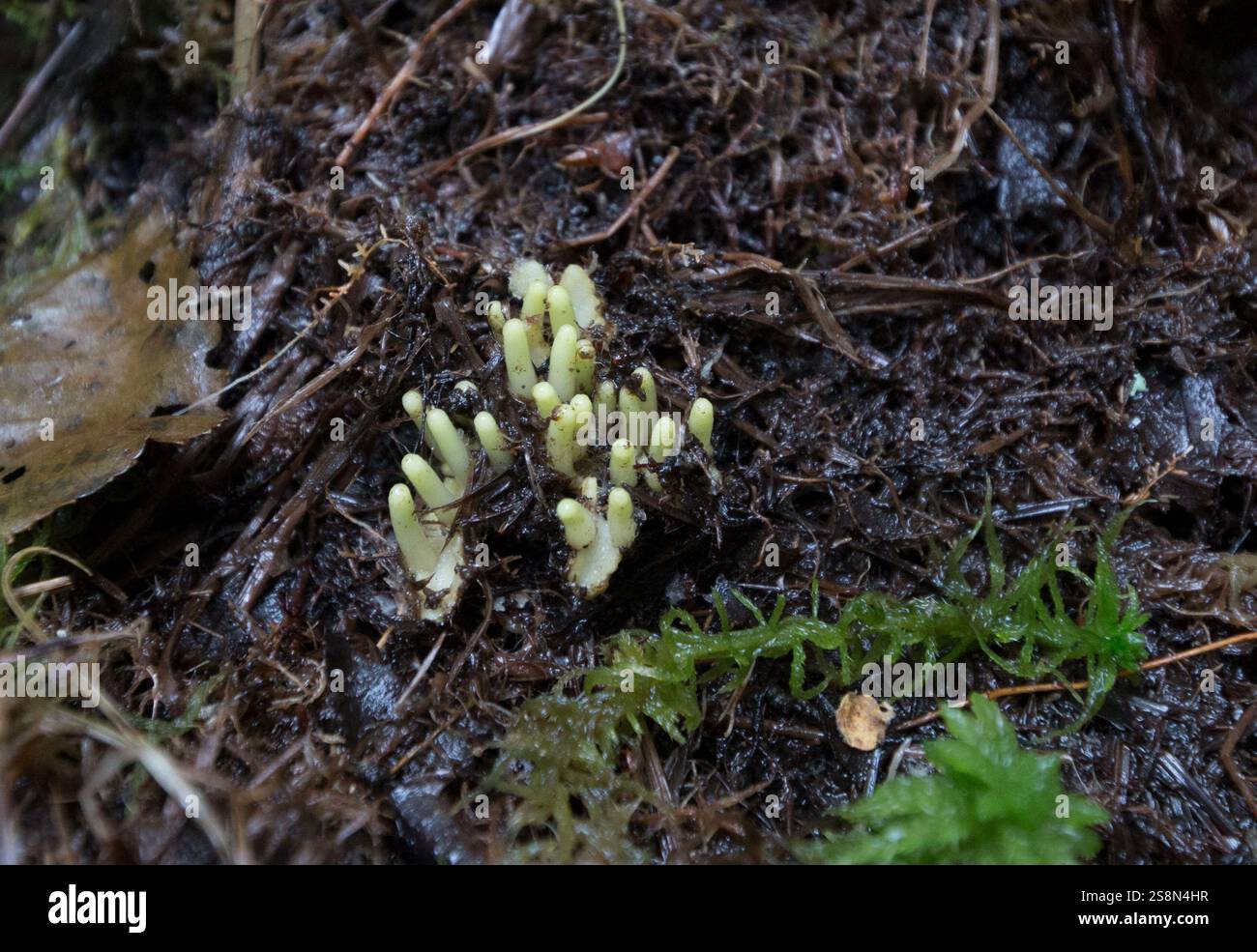 Aneura mirabilis, known as Ghostwort, is a rare and endangered ...