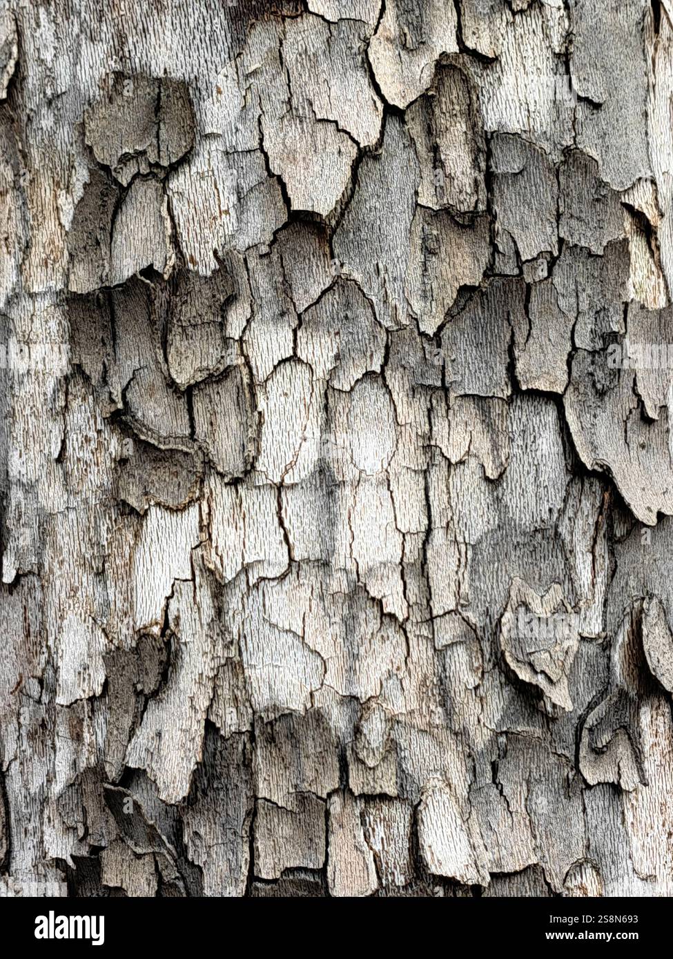Tree Bark Texture: Close Up Patterns of Nature's Crust Stock Photo - Alamy