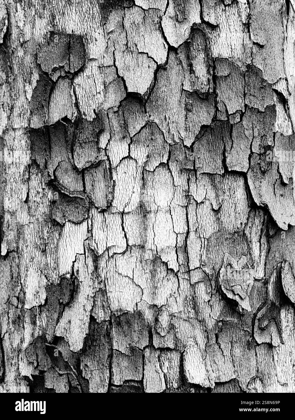 Textures of natures Black and White Stock Photos & Images - Alamy