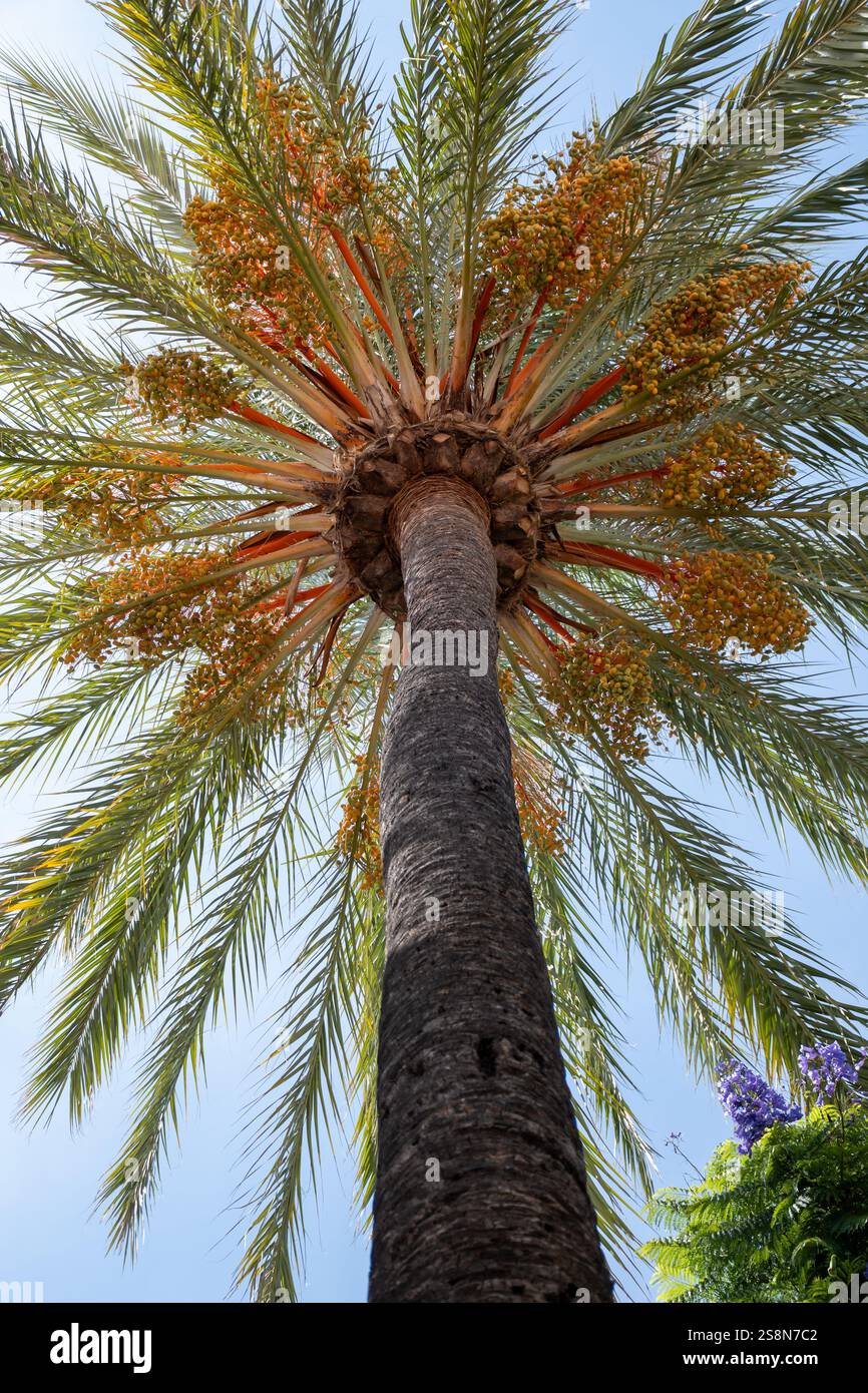 Plantation of Phoenix dactylifera, commonly known as date or date palm ...