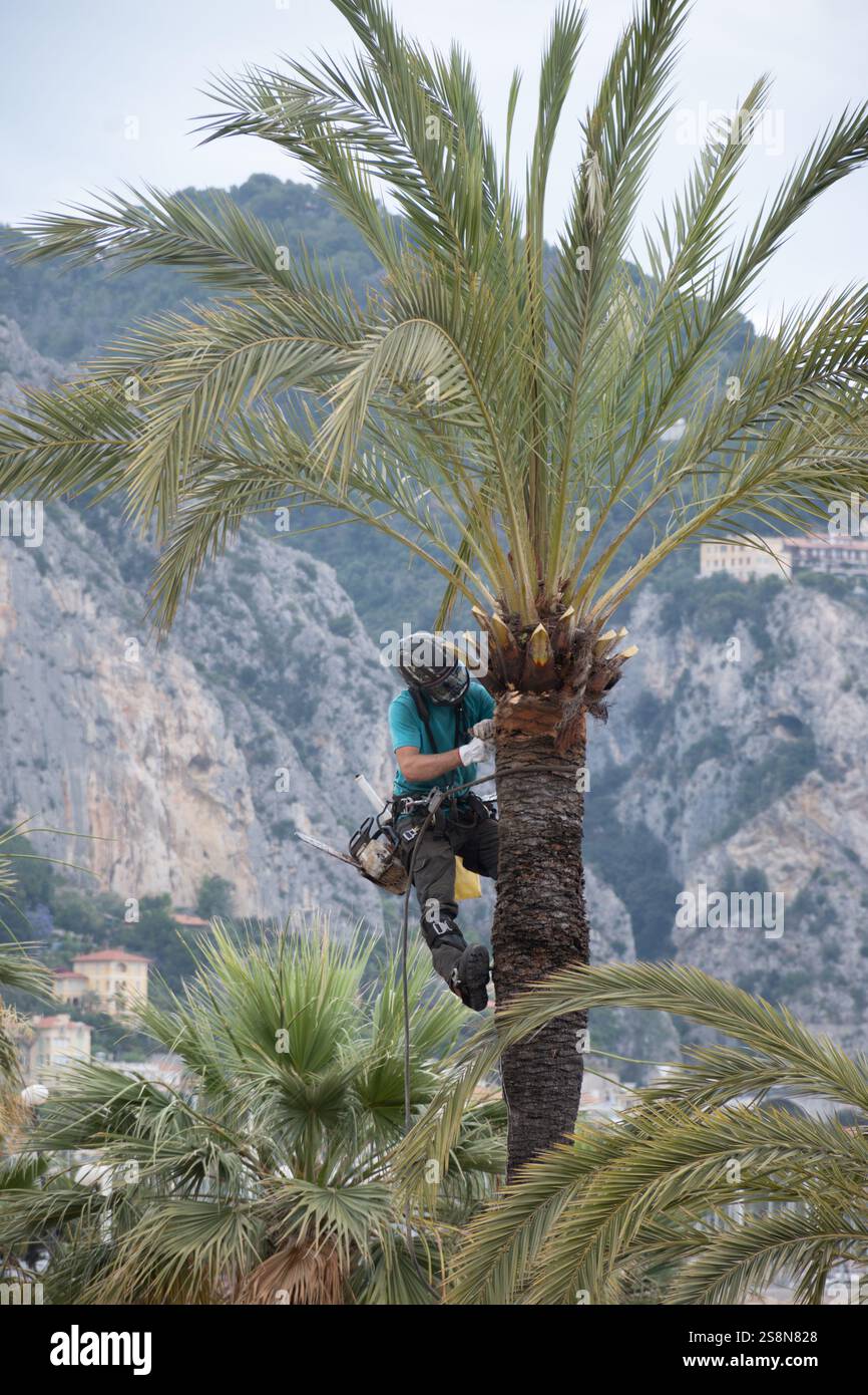 Seasonal maintenance work on trunk and leaves of palm trees on the ...