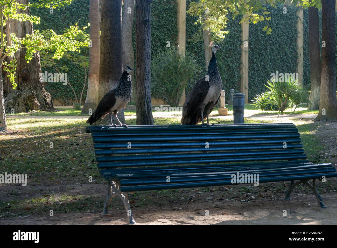Green public park with large trees, lot of shadow, colourful peacocks ...