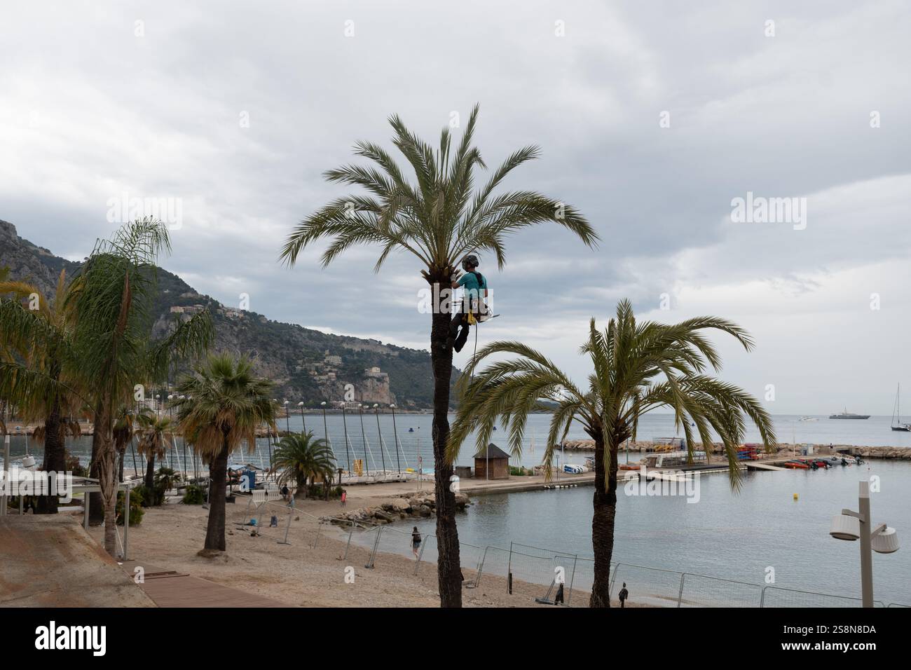 Seasonal maintenance work on trunk and leaves of palm trees on the ...