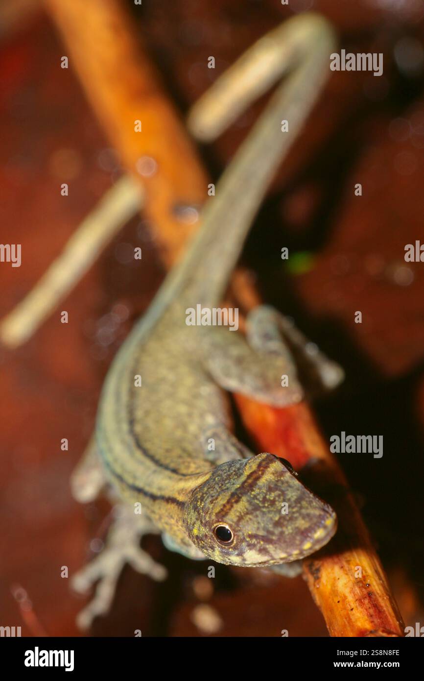 Anole Lizard, Anolis, Tropical Rainforest, Napo River Basin, Amazonia ...