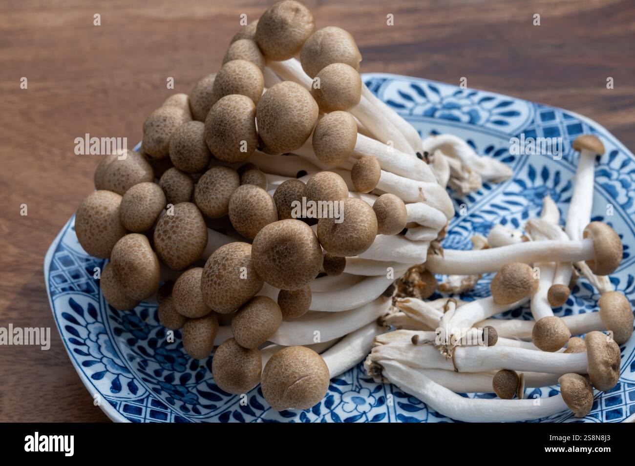 Fresh brown shimeji edible mushrooms native to East Asia, buna-shimeji ...