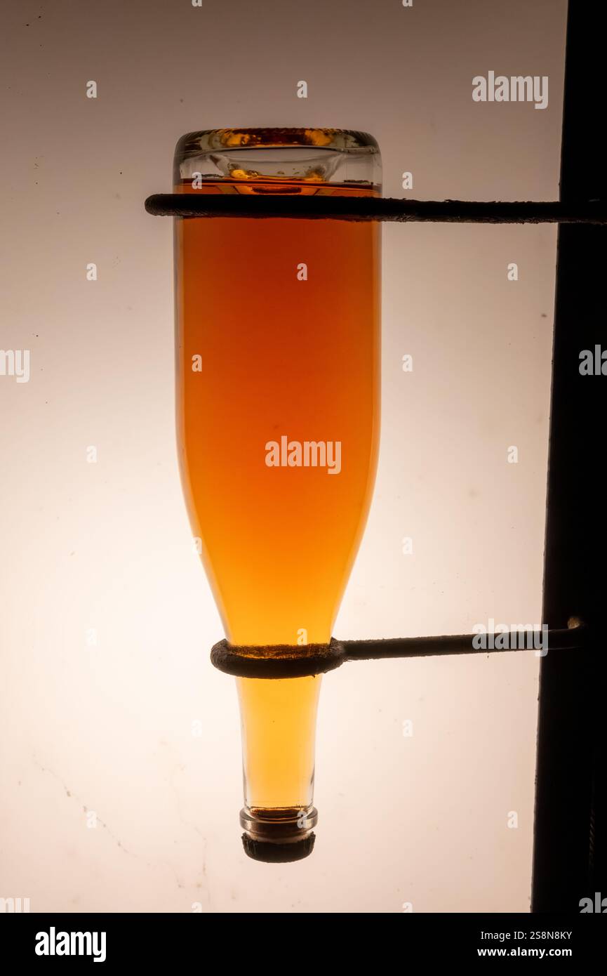 Lees yeast cells left over from fermentation in bottlem in caves ...