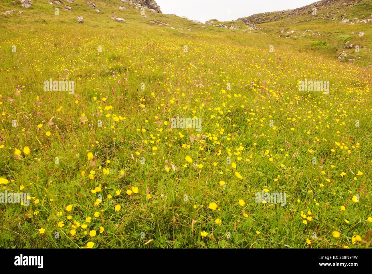A wild flower hillside, meadow, near Bostadh on the Isle of Lewis ...