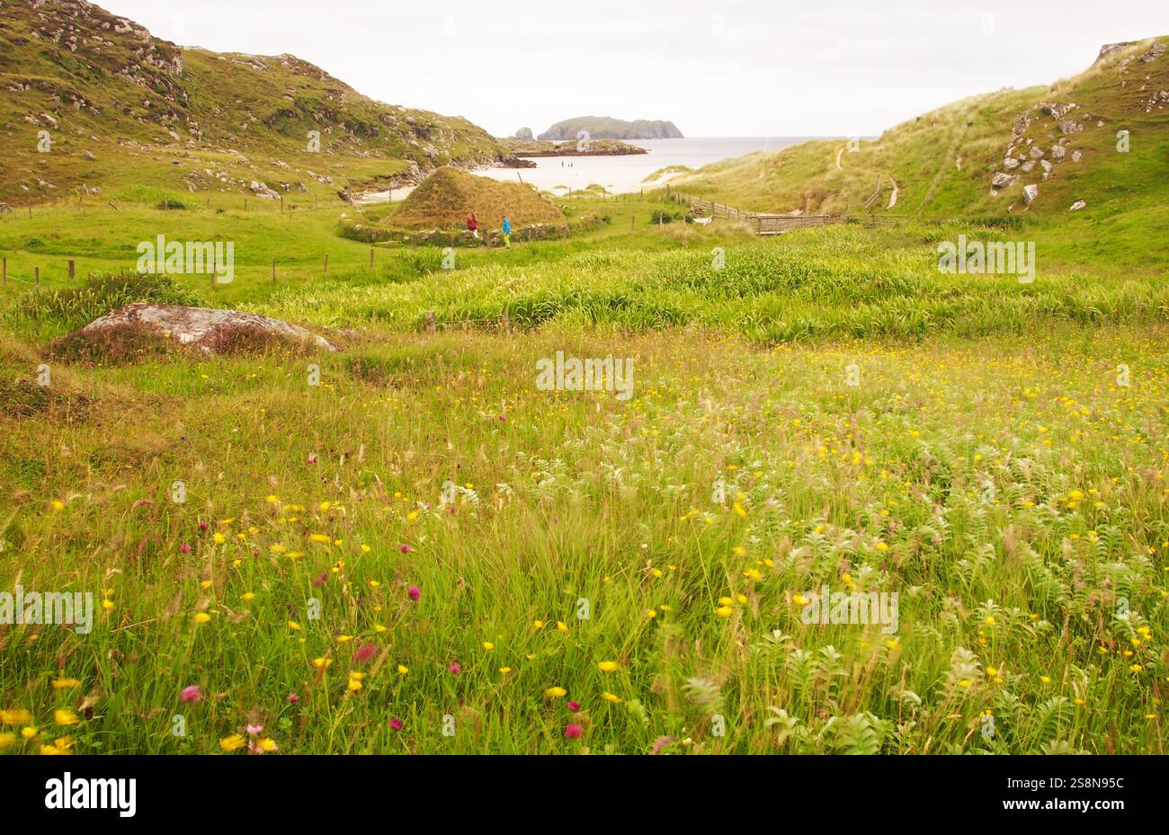 A wild flower hillside, meadow, near Bostadh on the Isle of Lewis ...