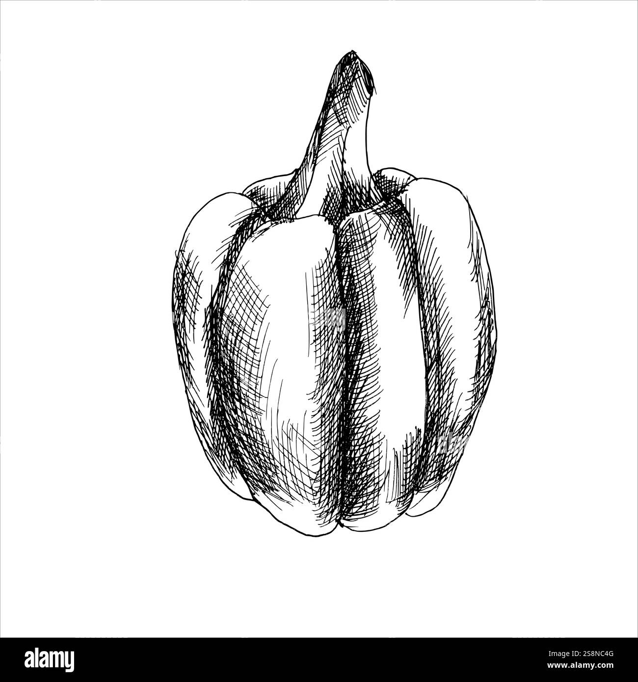 Fresh sweet pepper ink illustration. Hand drawn vector vegetables ...