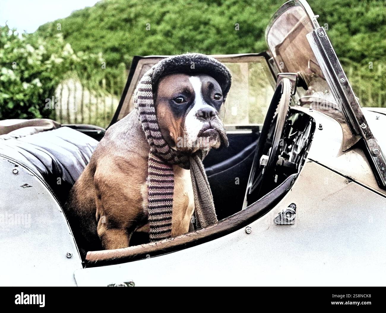 Boxer dog dressed up for a trip in the sports car 1980 Stock Photo - Alamy