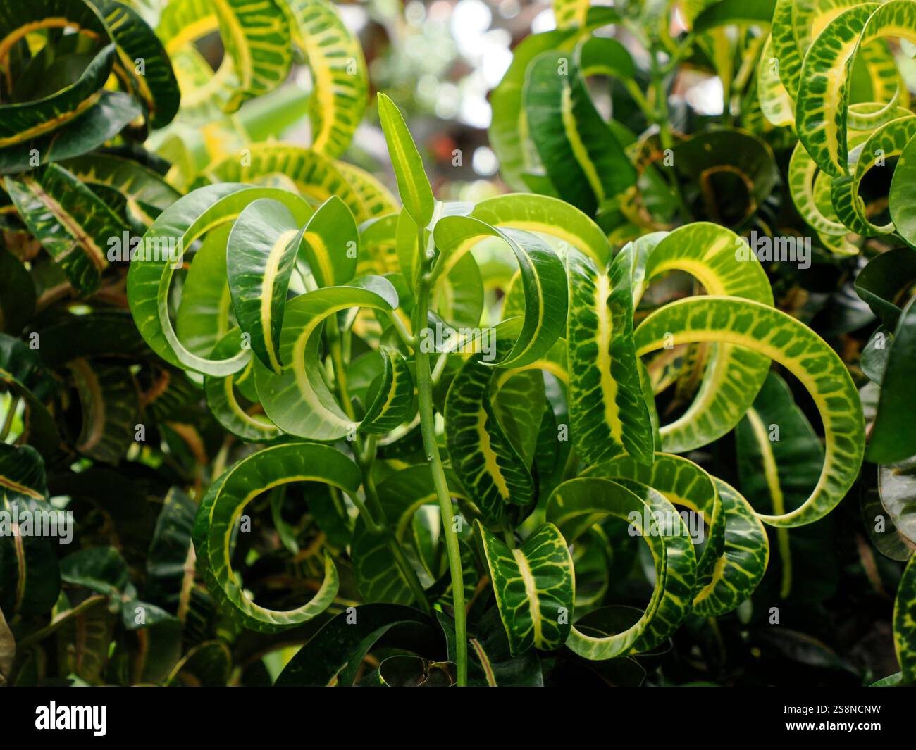 ram's horn croton swirling leaf detail close up codiaeum variegatum ...