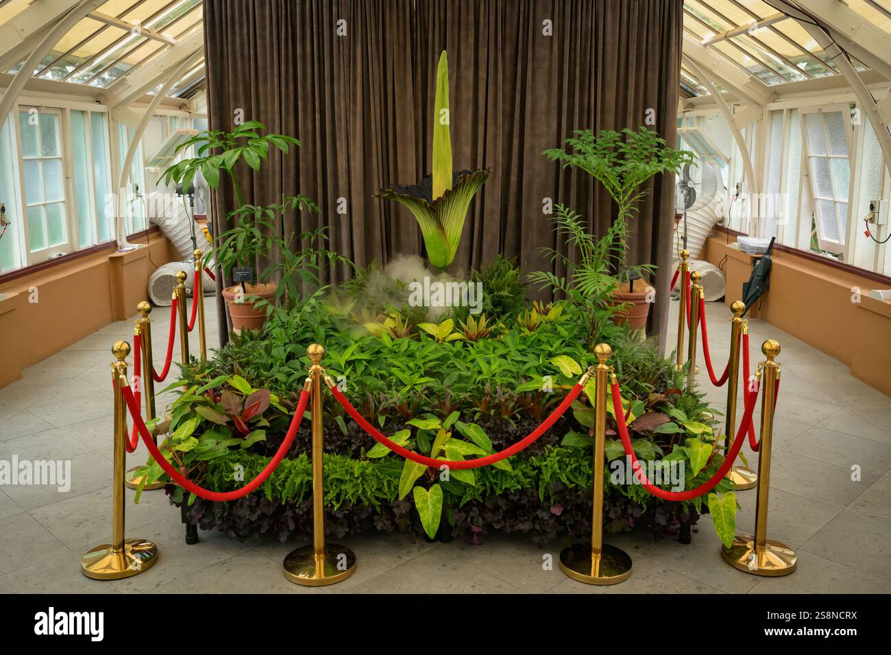 Sydney, Australia. 23rd Jan, 2025. Amorphophallus titanum, famously ...