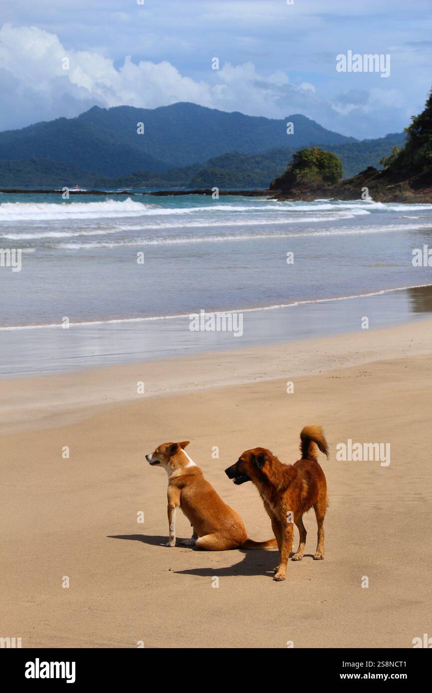 Dog walking on a beach - Sabang beach in Palawan island, Philippines ...