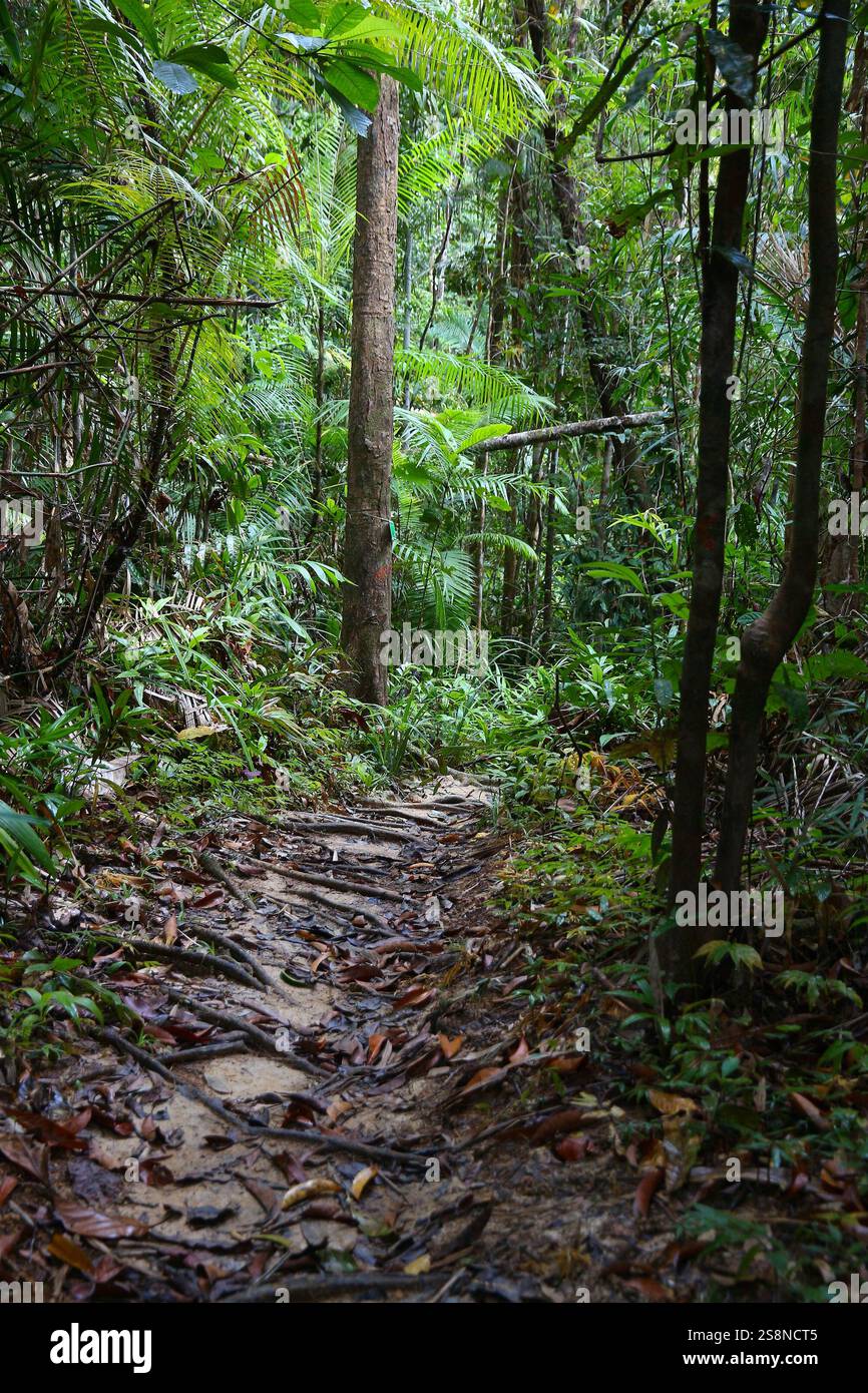 Hiking trail in rainforest of Sabang in Palawan island, Philippines ...