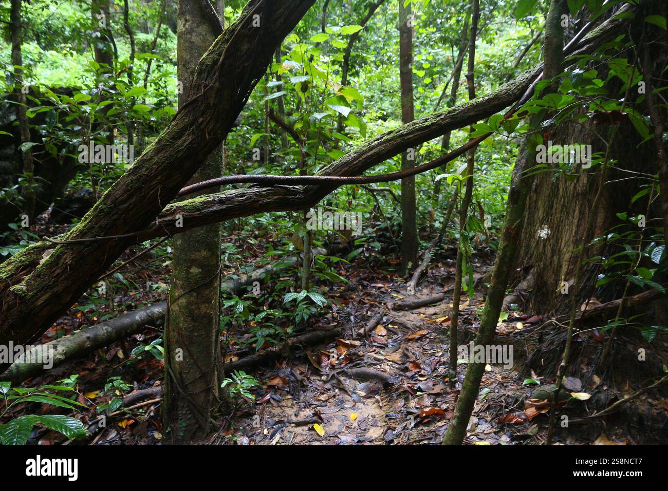 Hiking trail in rainforest of Palawan island, Philippines. Tropical ...