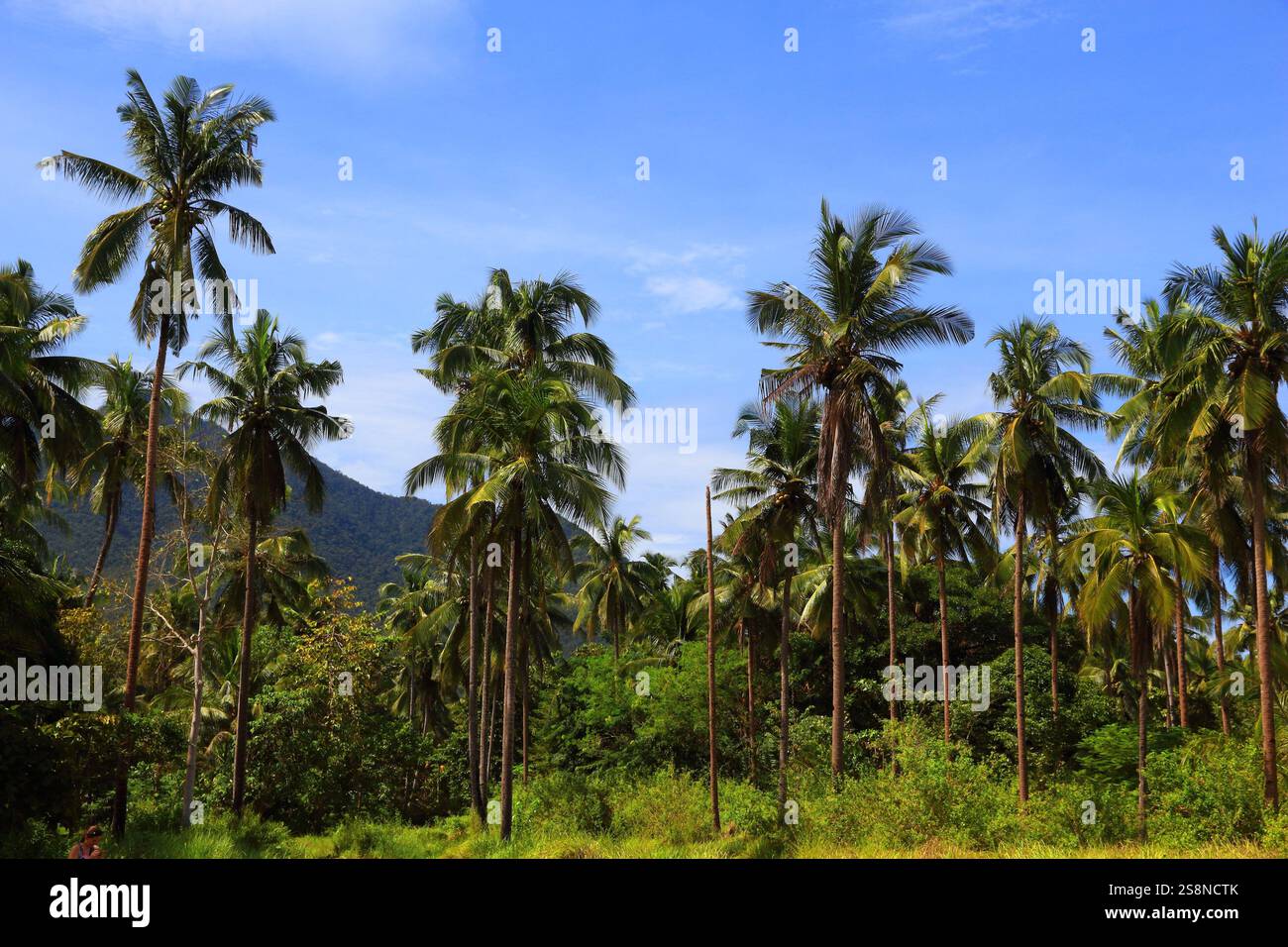 Palm trees of Palawan. Beautiful landscape in Philippines Stock Photo ...