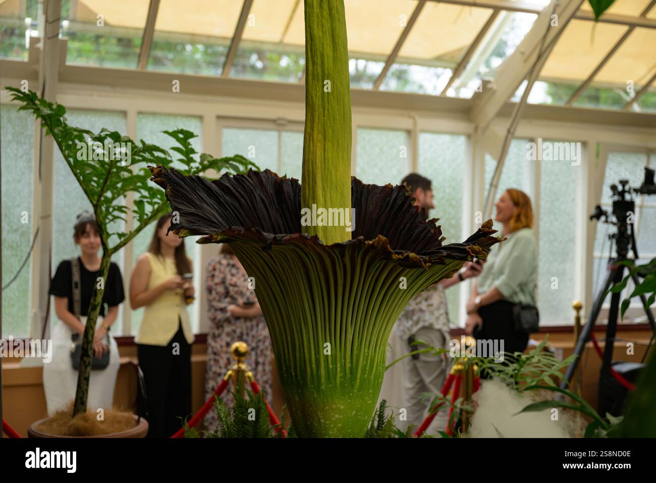 Amorphophallus titanum, famously known as the Corpse Flower seen at the ...