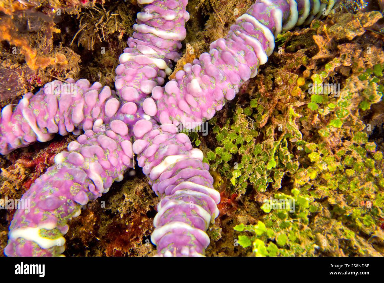 Sea Star, Warty Sea Star, Echinaster callosus, Coral Reef, Lembeh ...