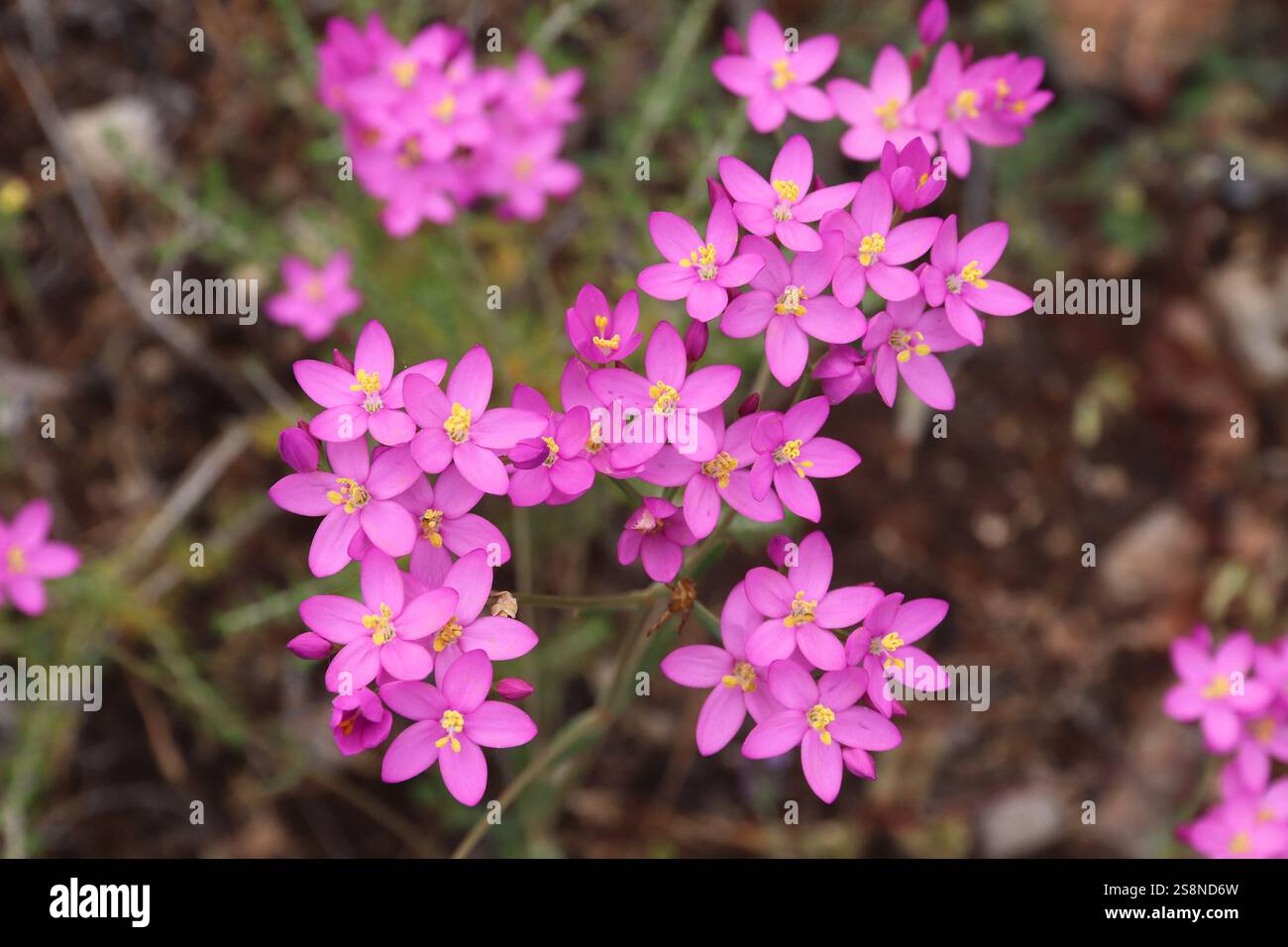 Seaside Centaury (Centaurium littorale) pink flowers in Portugal. Flora ...