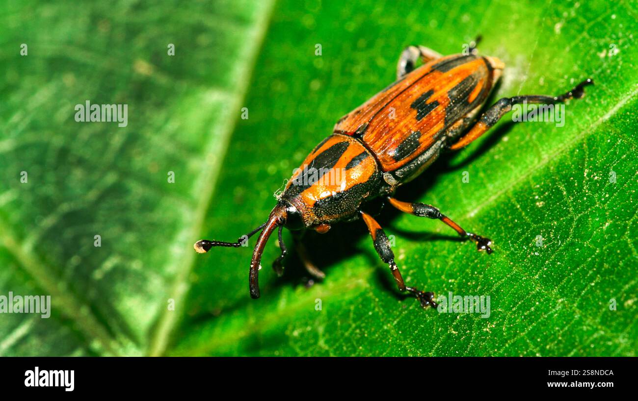 Snout Beetle, Weevils, Tropical Rainforest, Napo River Basin, Amazonia ...