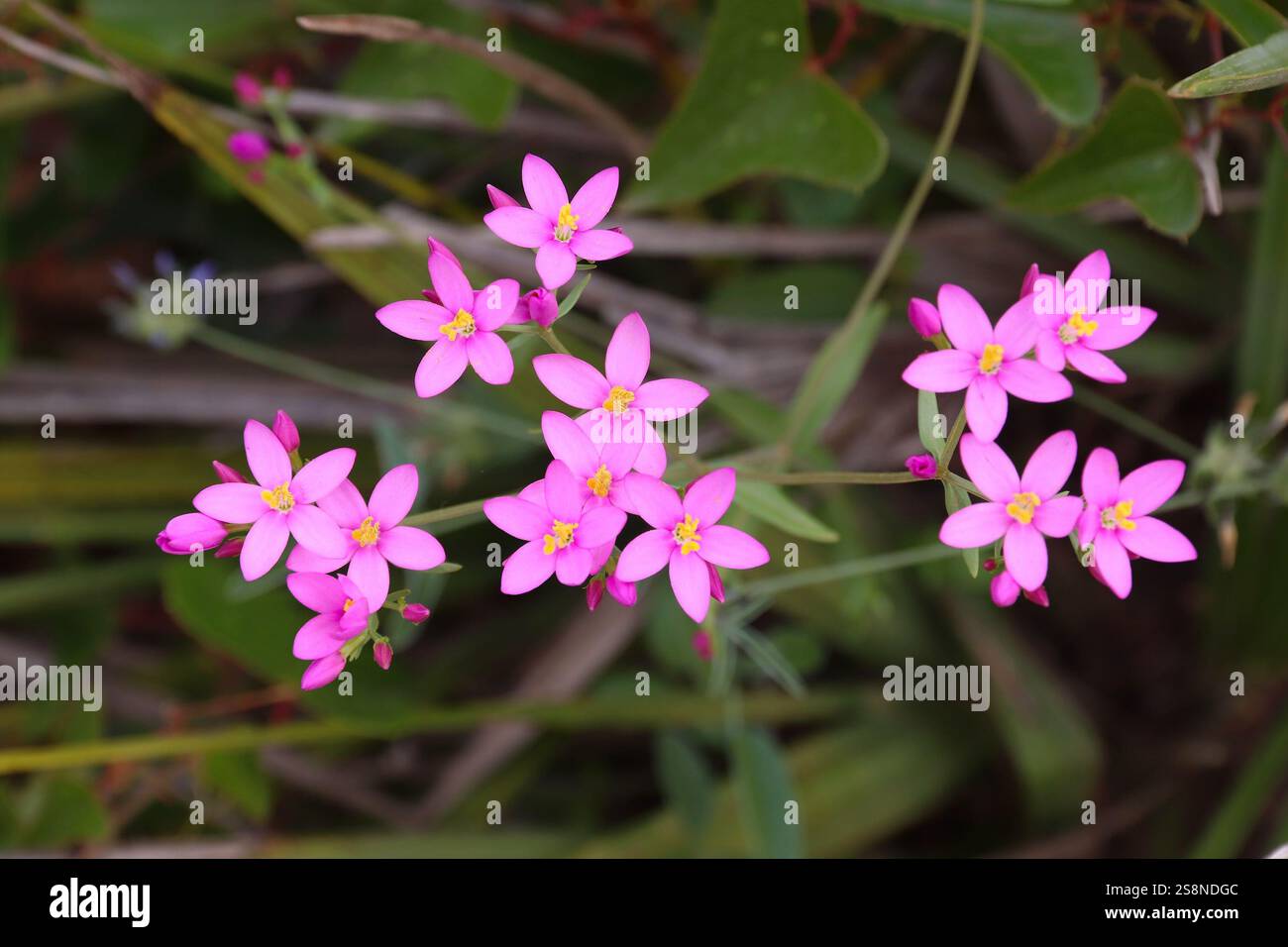 Seaside Centaury (Centaurium littorale) pink flowers in Portugal. Flora ...