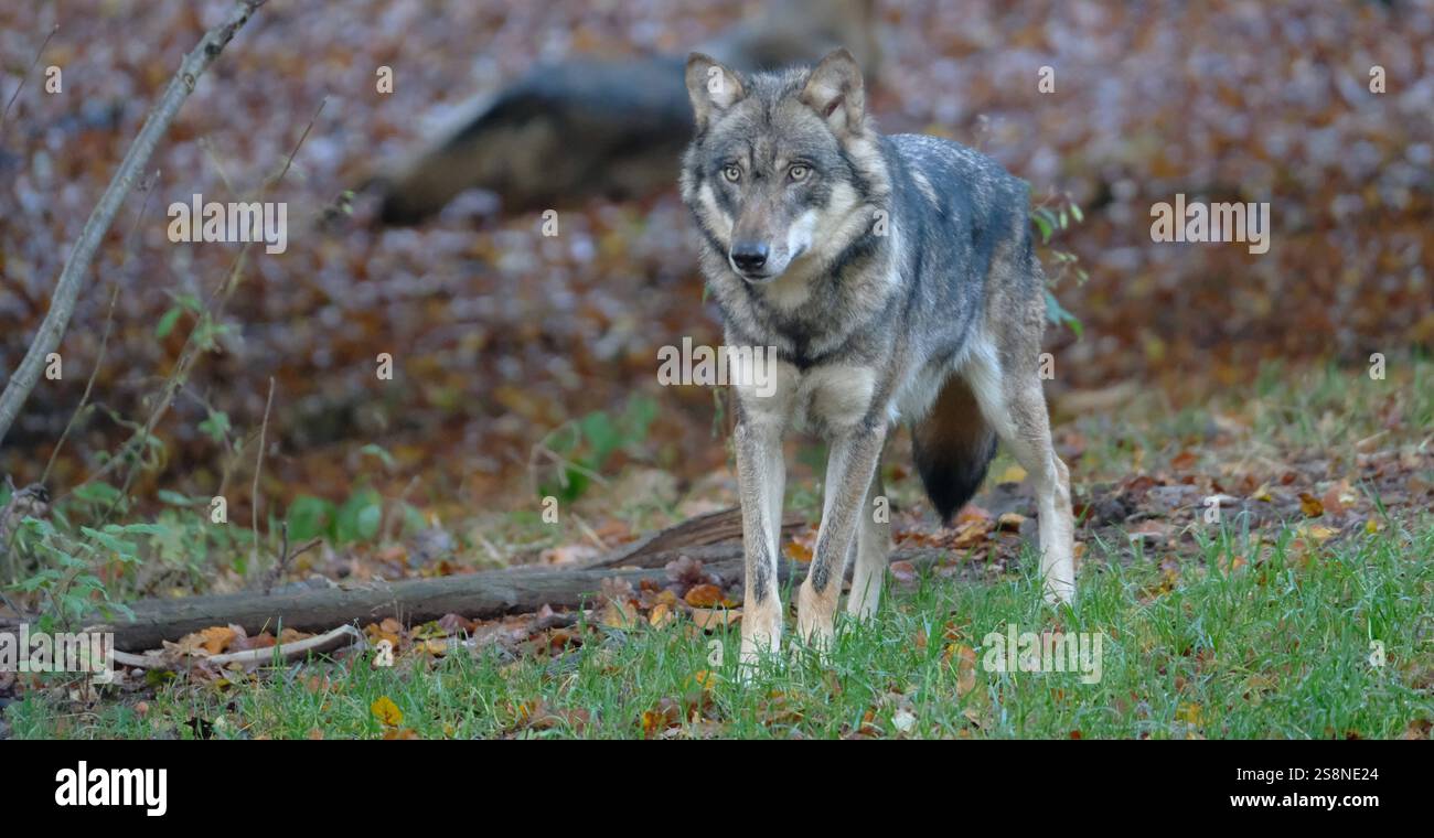Wolf-Europaeischer Grauwolf in Deutschland in Aktion. Wolf-Grauwolf ...