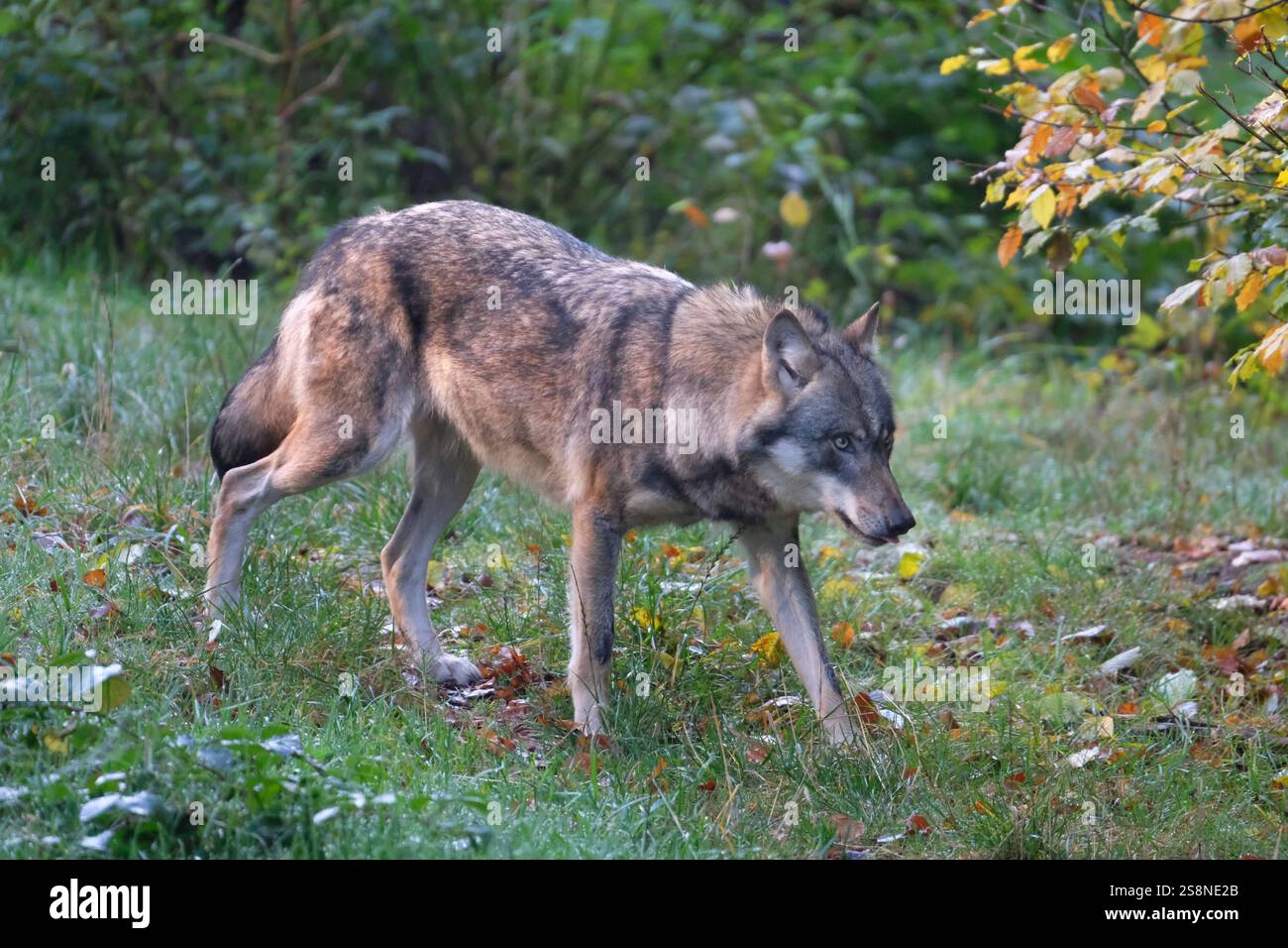Wolf-Europaeischer Grauwolf in Deutschland in Aktion. Wolf-Grauwolf ...