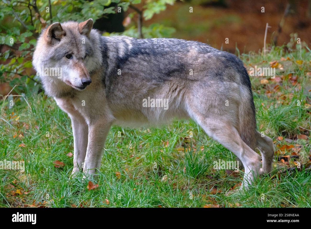 Wolf-Europaeischer Grauwolf in Deutschland in Aktion. Wolf-Grauwolf ...