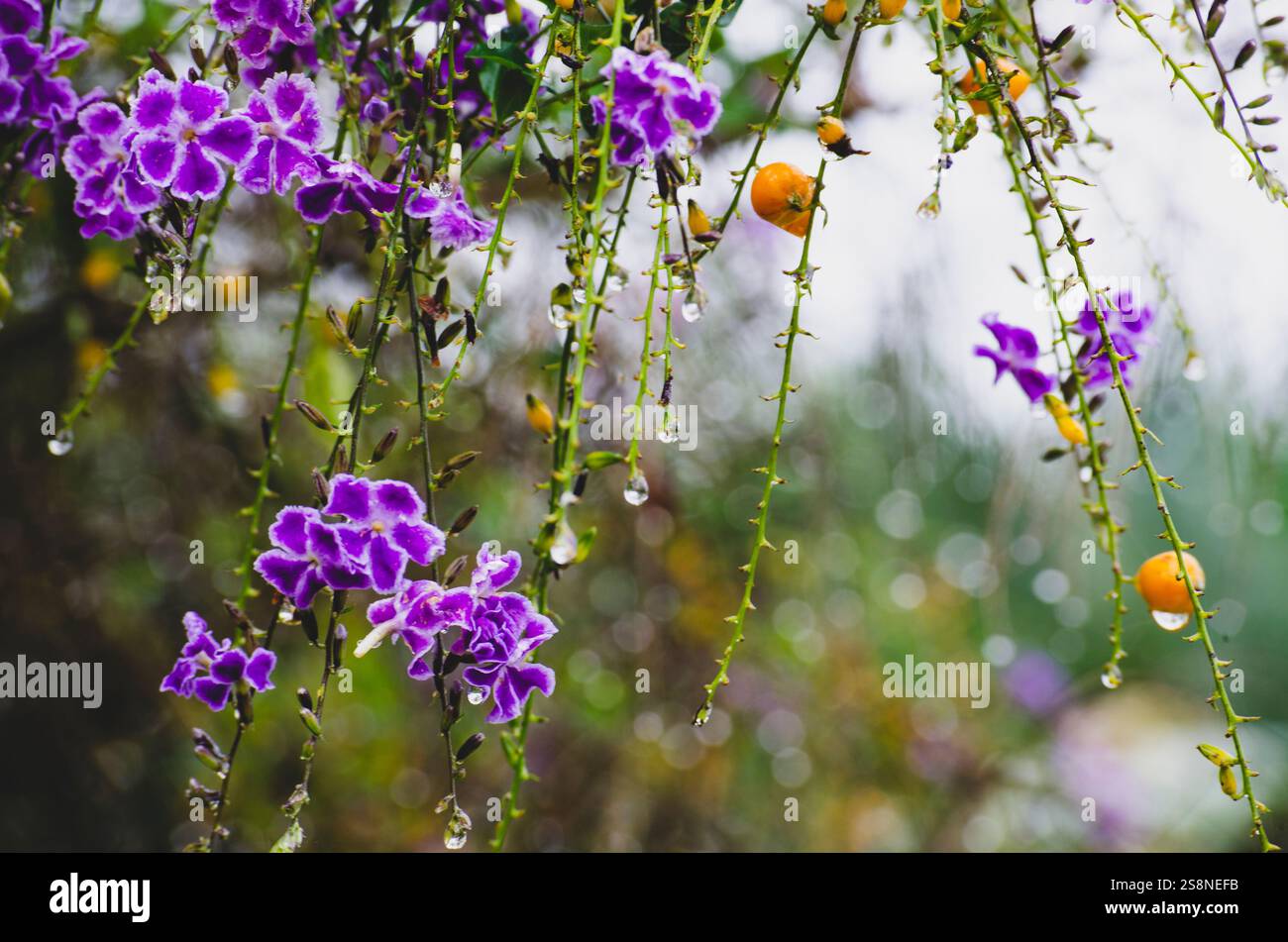 Beautiful maroon plant view with blurred nature background Stock Photo ...
