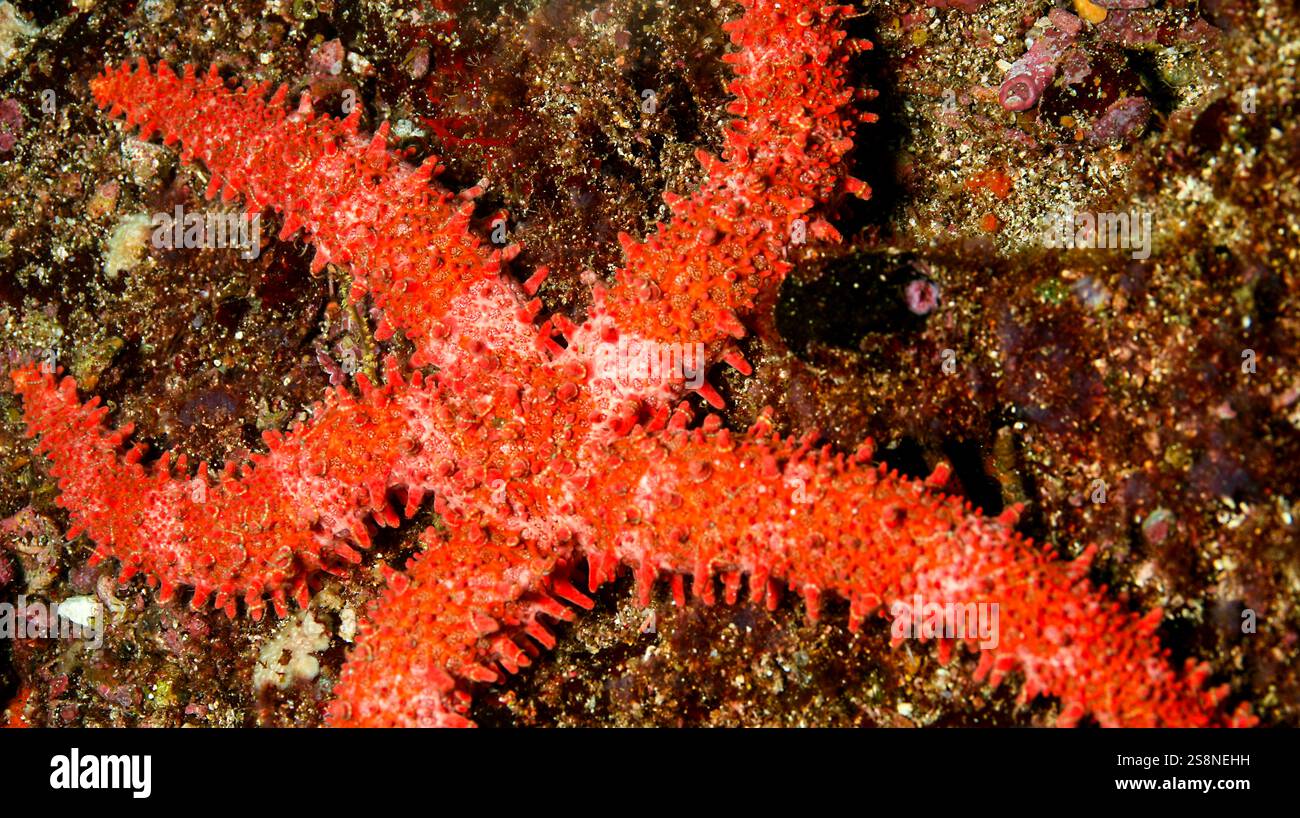 Starfish, Darwin and Wolf Islands, Galápagos Islands, Galápagos ...