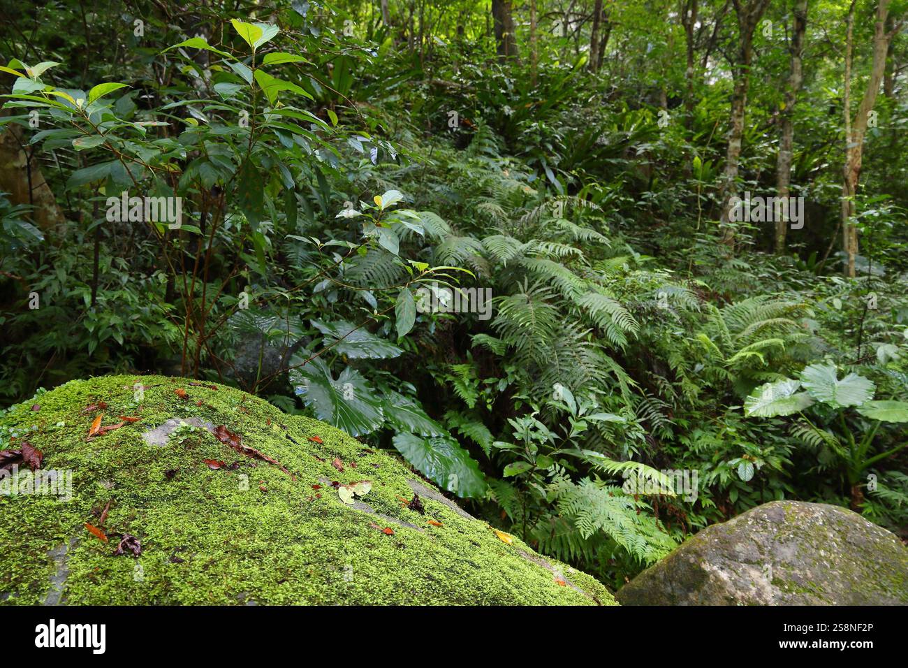 Taiwan jungle. Taroko National Park in Taiwan. Lush rainforest flora ...