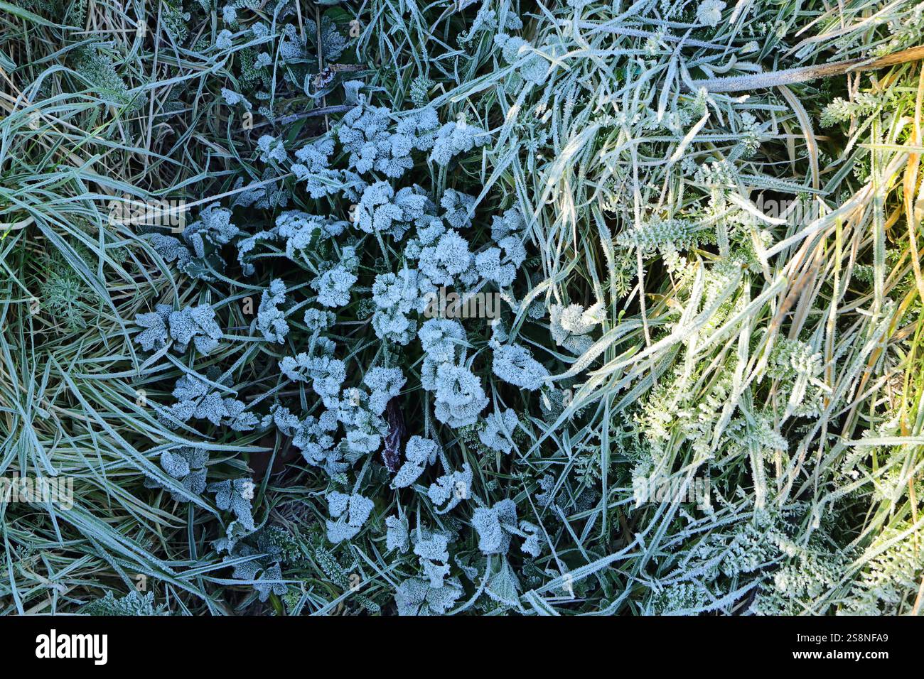 Winter leaves: Close up of frozen mallow leaves covered in white ice ...