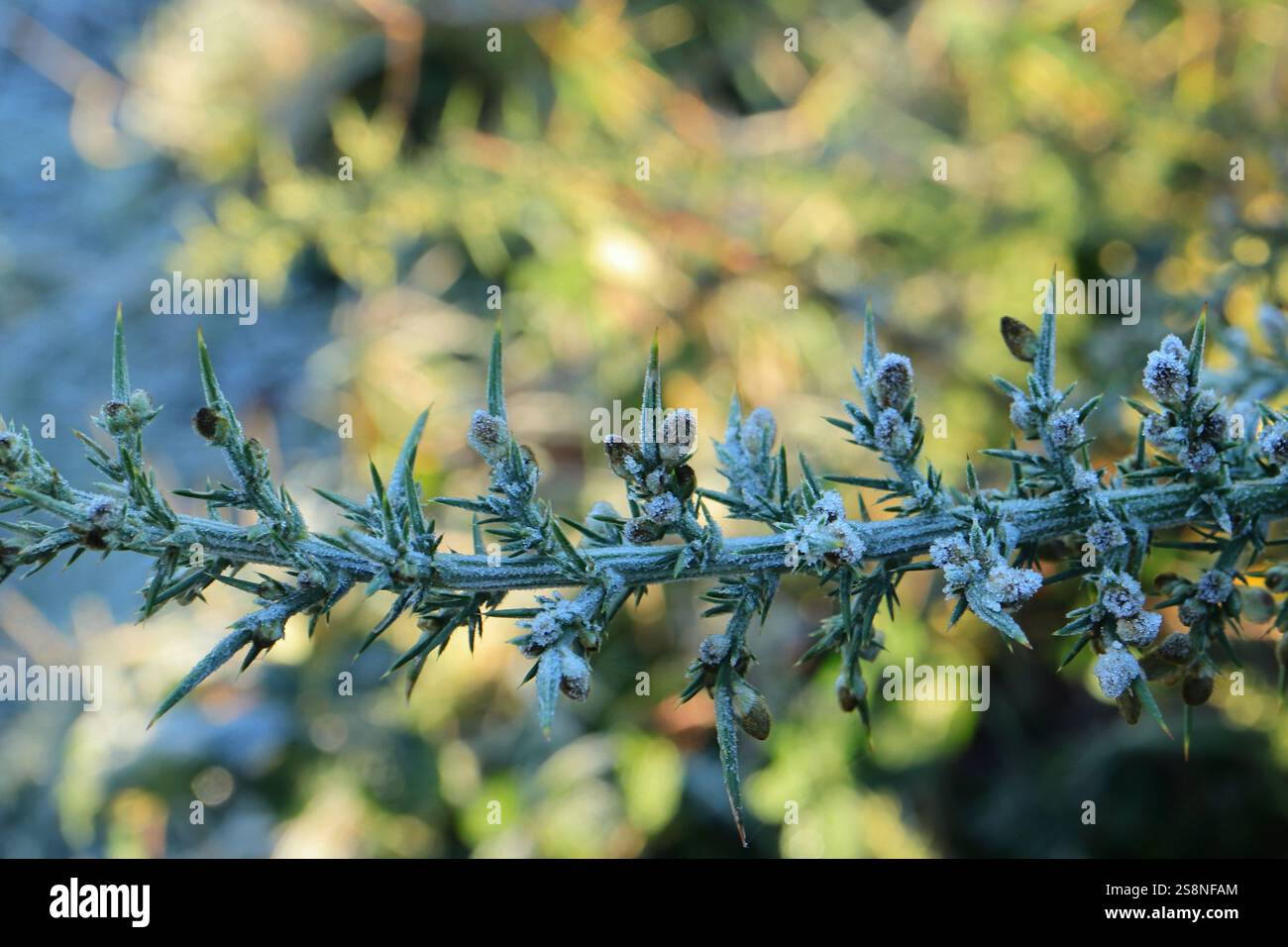 A single frosty stem of prickly gorse leaves and new buds. Winter close ...