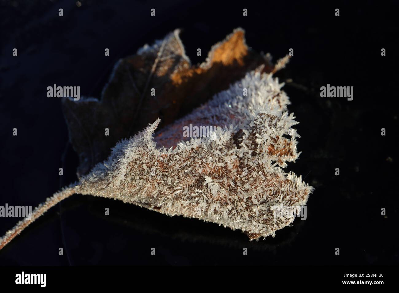 Shimmering brown leaf patterns hi-res stock photography and images - Alamy