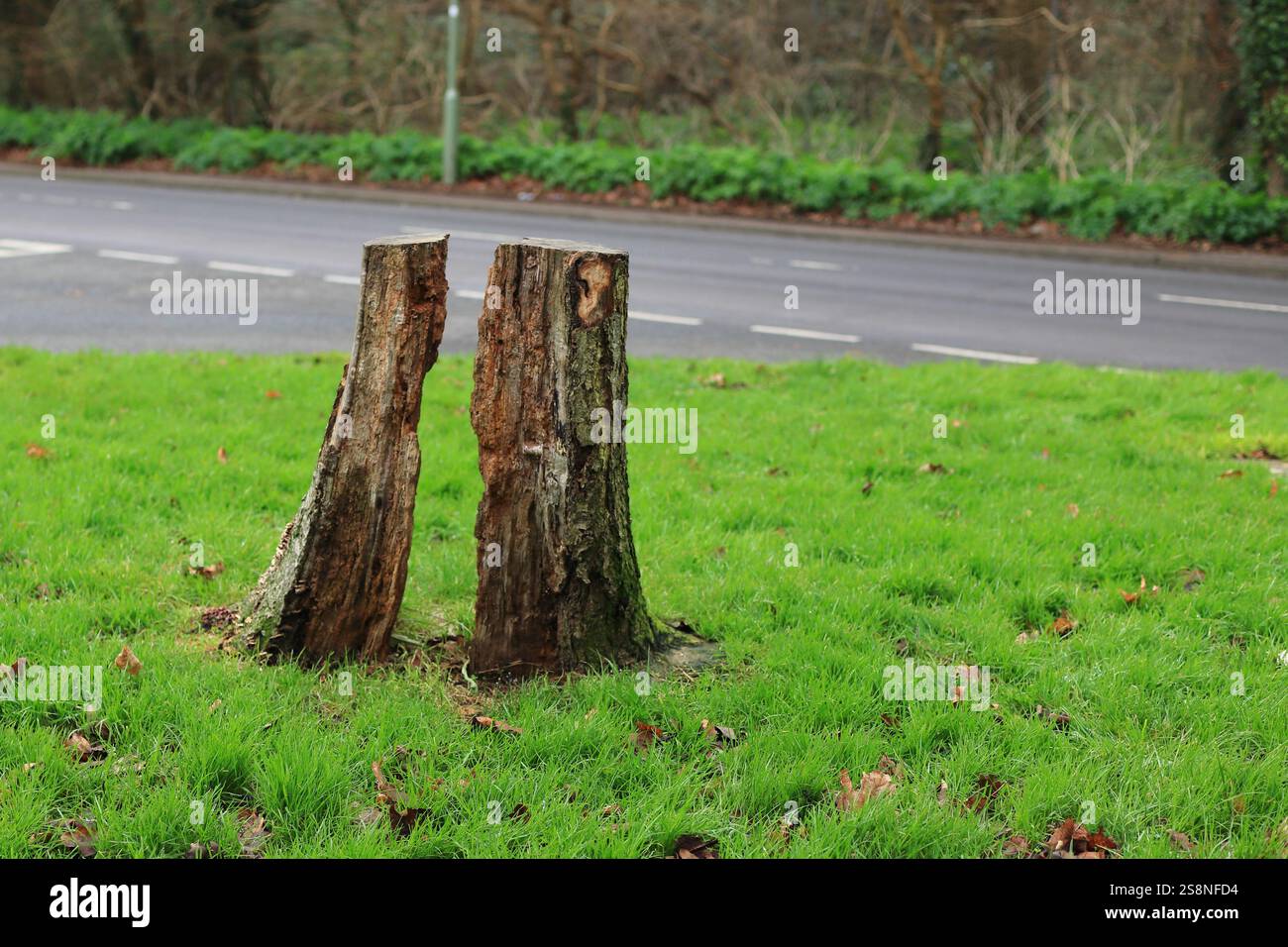 Two stump sections hi-res stock photography and images - Alamy