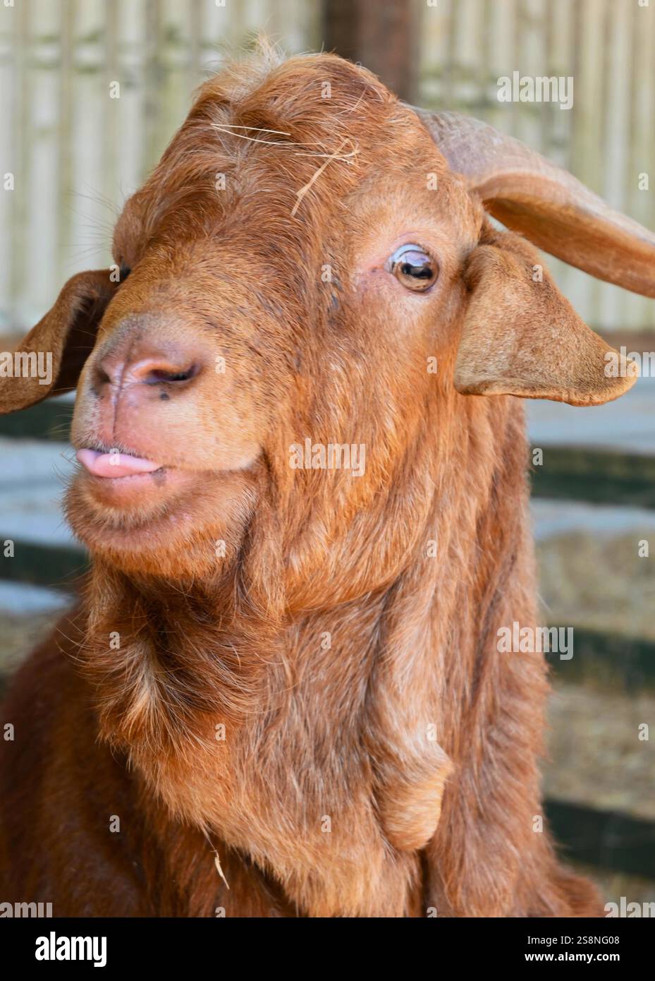 goat with tongue poking out Stock Photo - Alamy