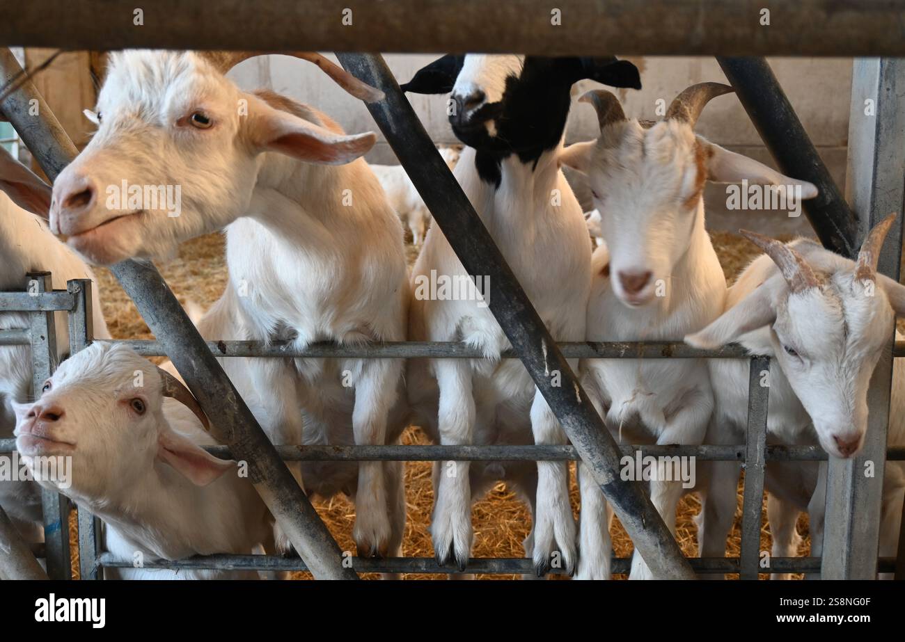 group of goats and kids in a barn Stock Photo - Alamy