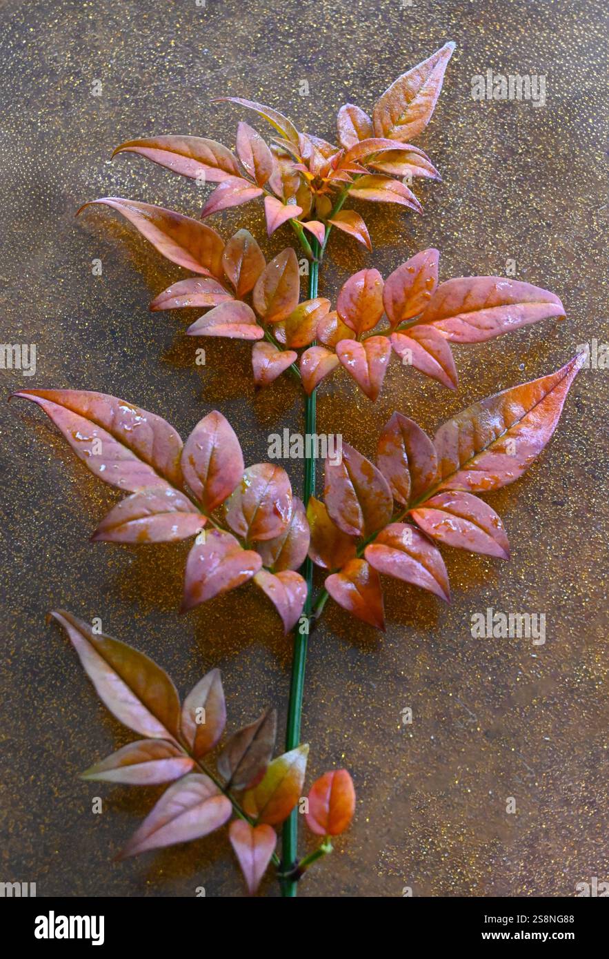 Jasmine leaves hi-res stock photography and images - Alamy