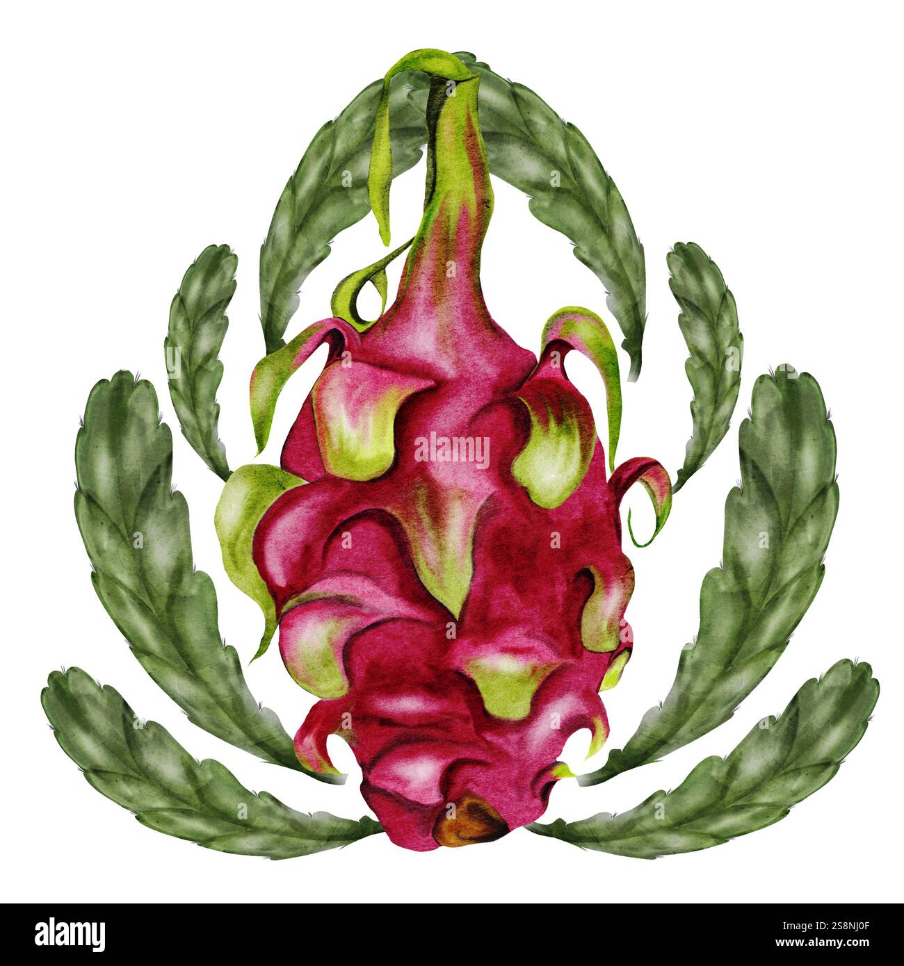 Dragon fruit, pitaya. Realistic watercolor painting. Composition of ...