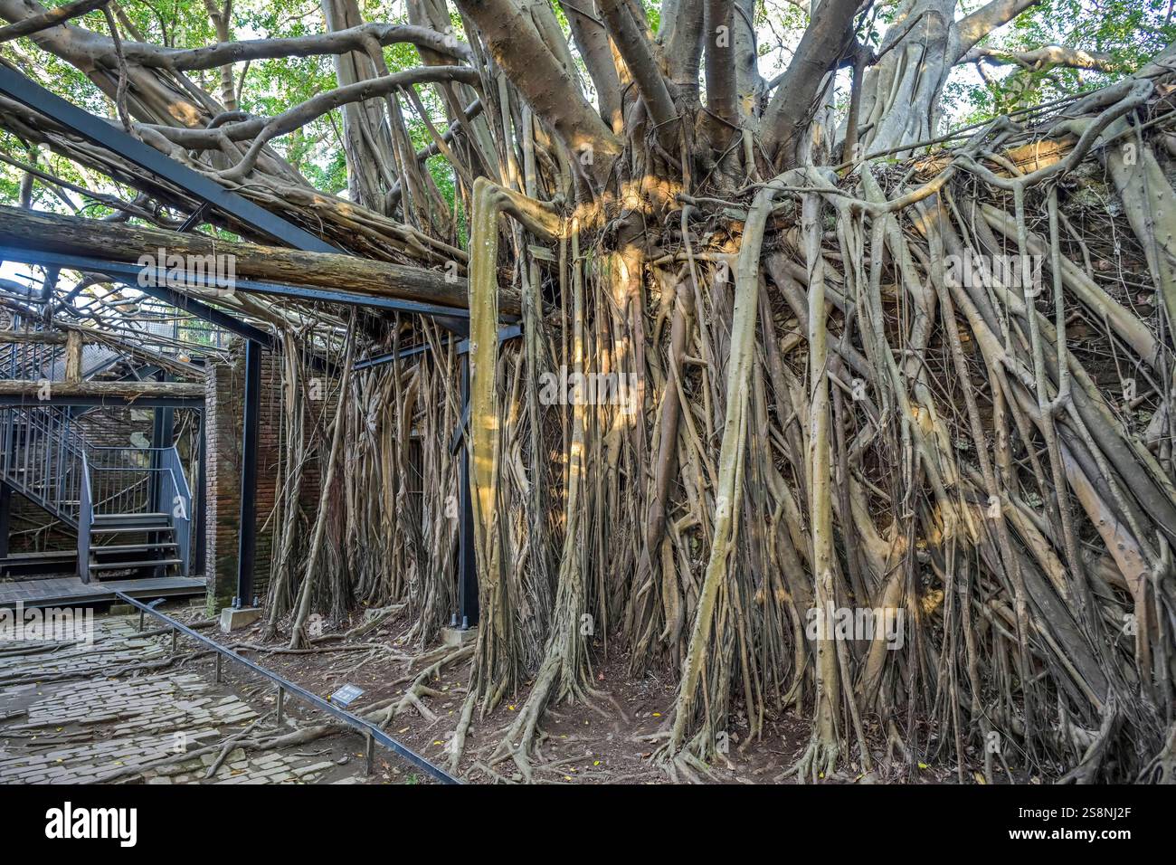 Anping Tree House, von Banyan Baumwurzeln überwucherte alte Lagerhäuser ...