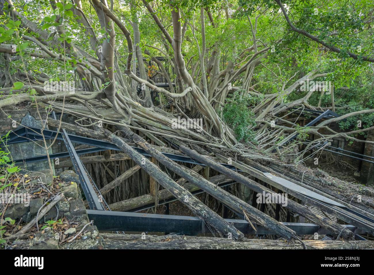 Anping Tree House, von Banyan Baumwurzeln überwuchertes altes Lagerhaus ...