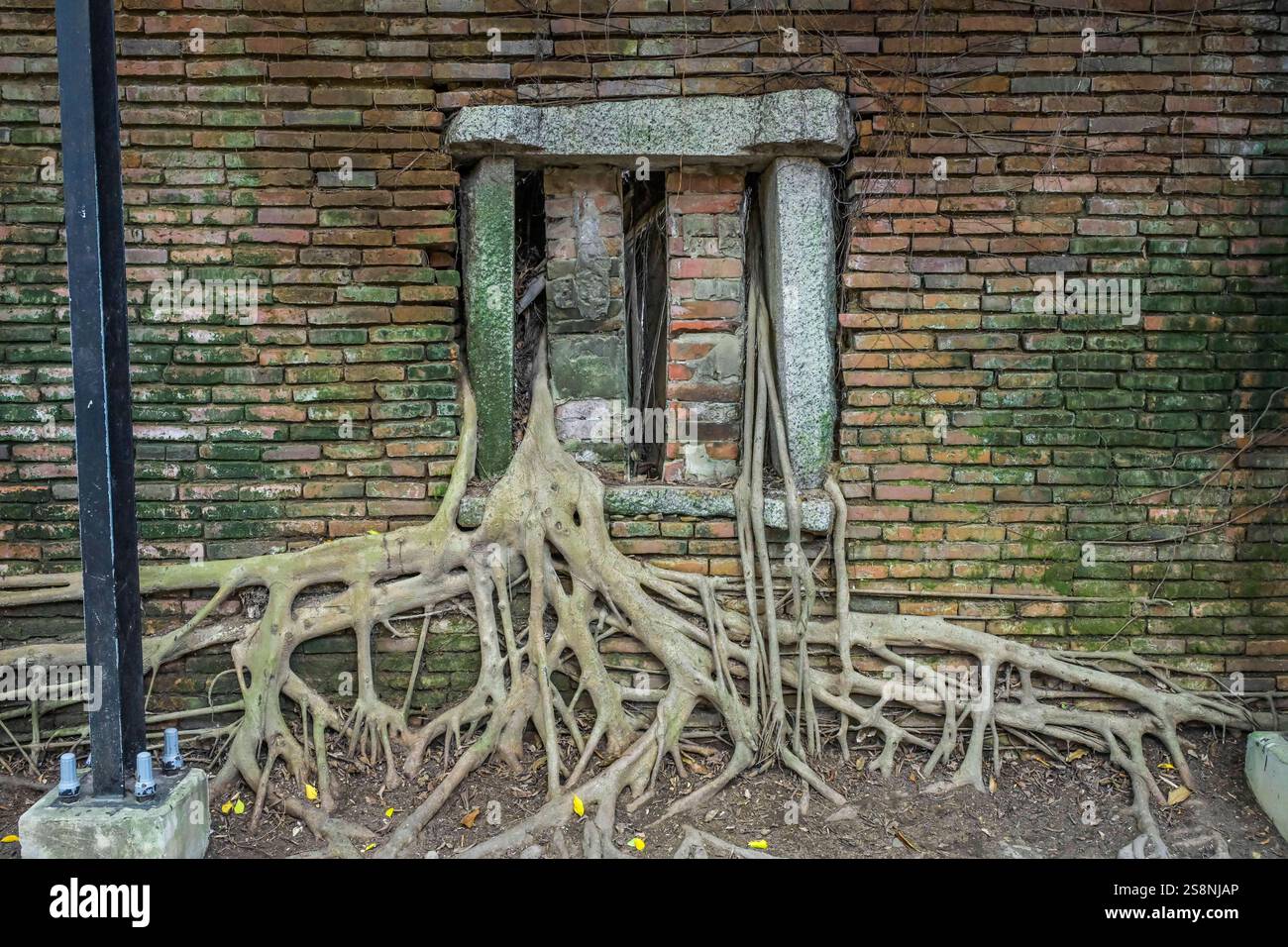 Anping Tree House, von Banyan Baumwurzeln überwuchertes altes Lagerhaus ...