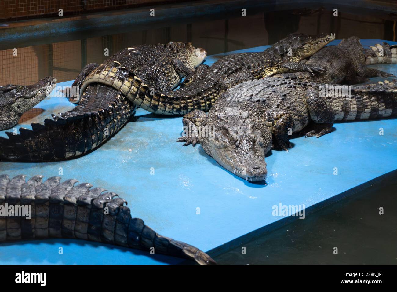 Group of crocodiles resting on blue platform in indoor enclosure Stock ...
