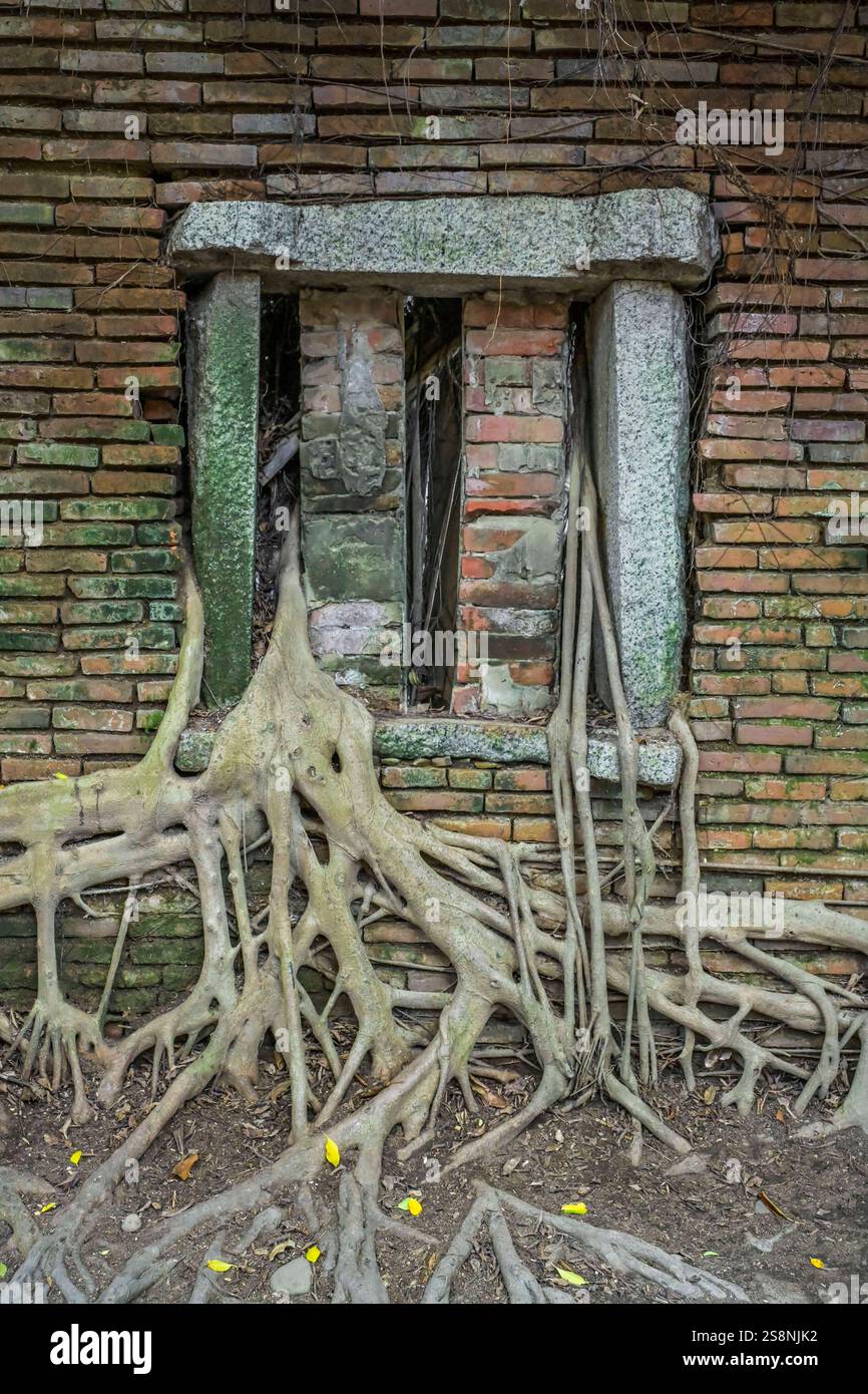 Anping Tree House, von Banyan Baumwurzeln überwuchertes altes Lagerhaus ...