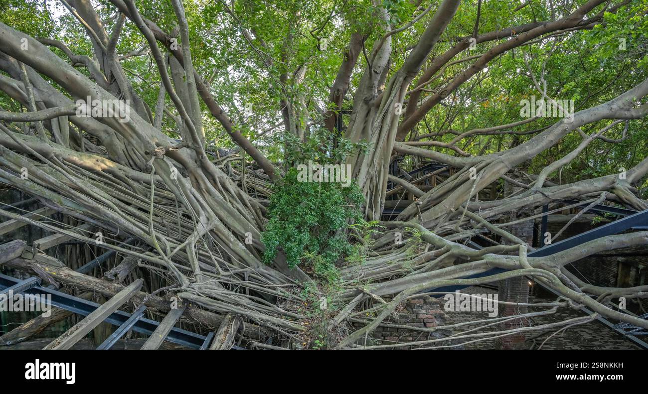 Anping Tree House, von Banyan Baumwurzeln überwuchertes altes Lagerhaus ...
